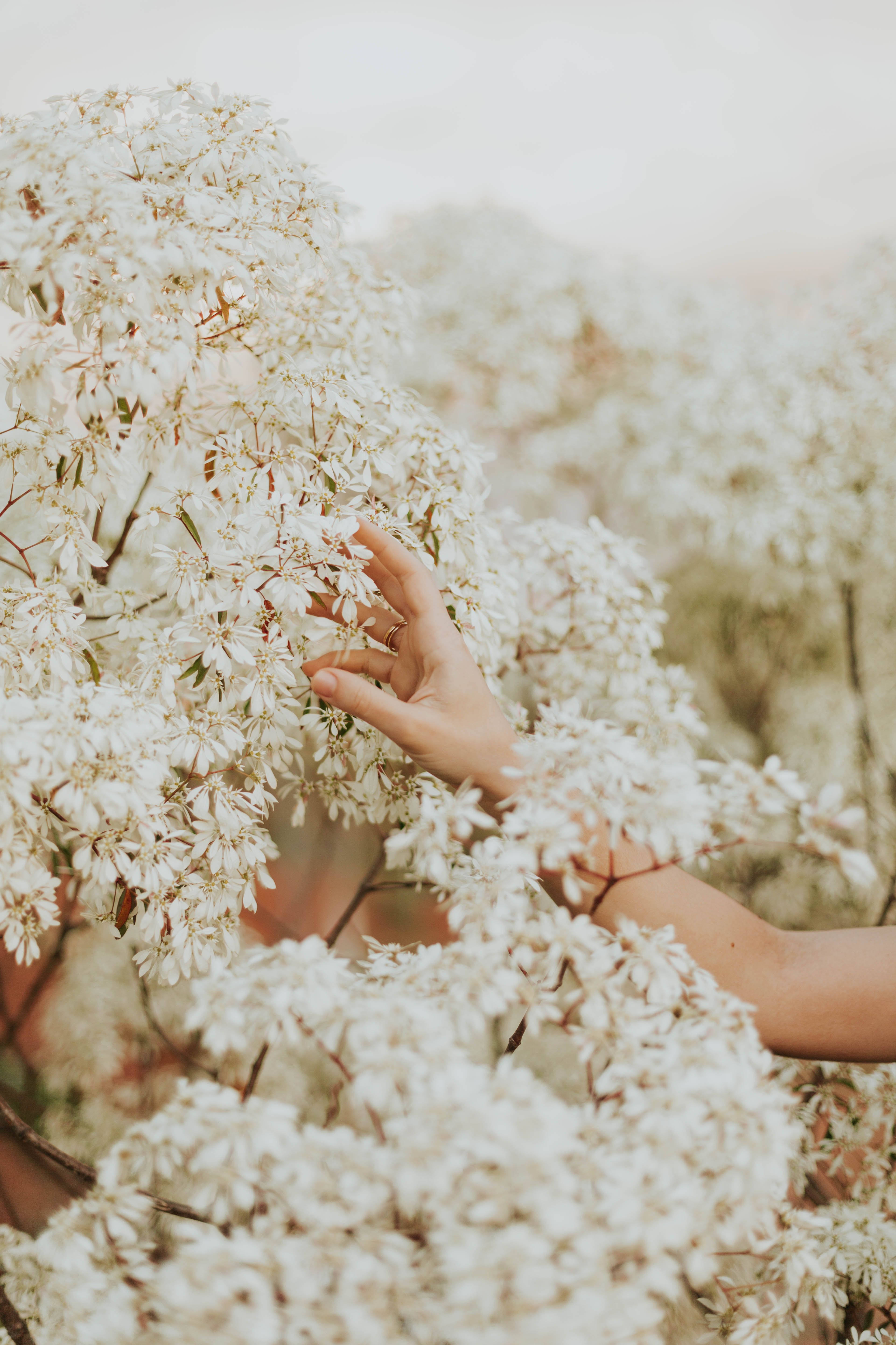 Hand Touching Delicate White Flowers on Branch · Free Stock Photo