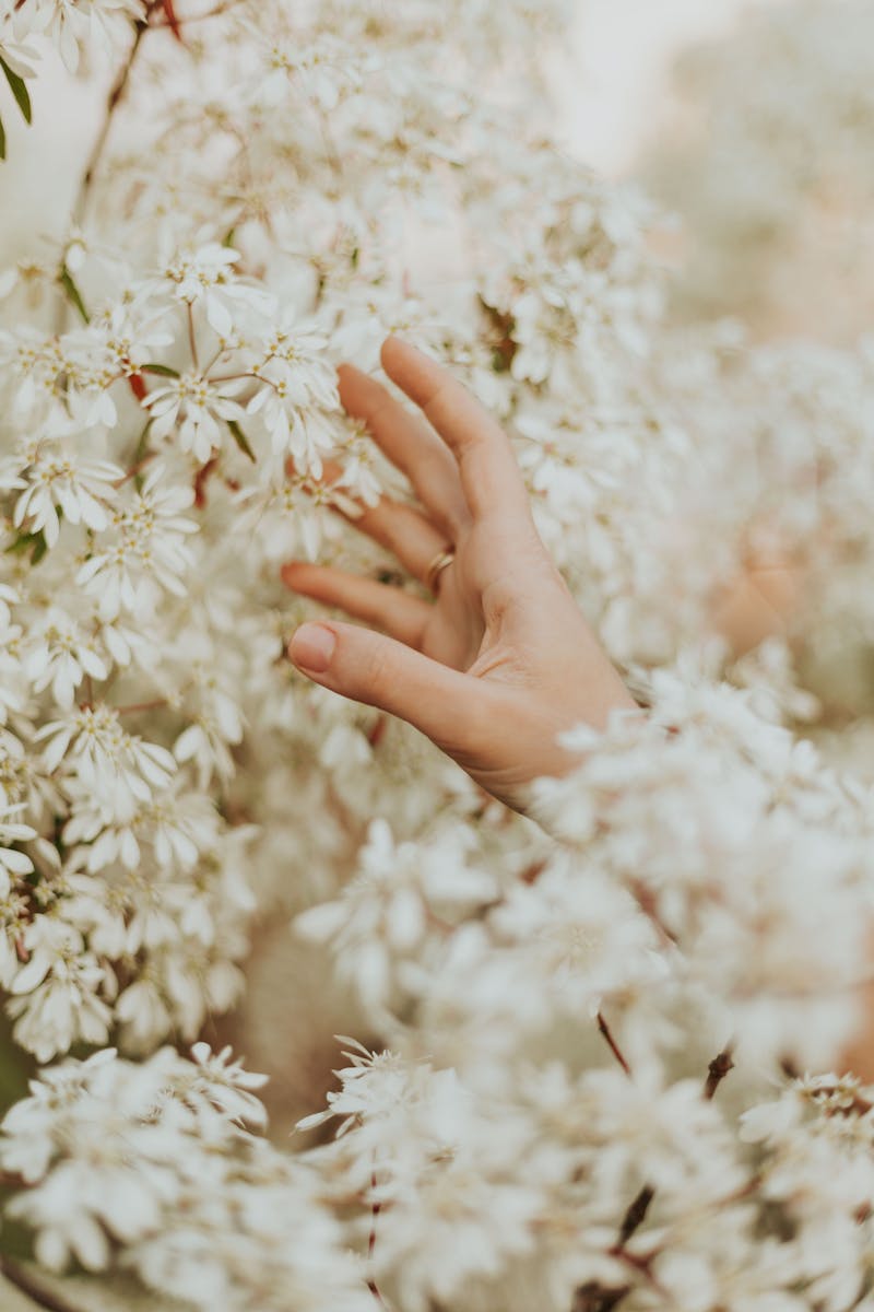 Mogara Flowers Photos, Download The BEST Free Mogara Flowers Stock ...