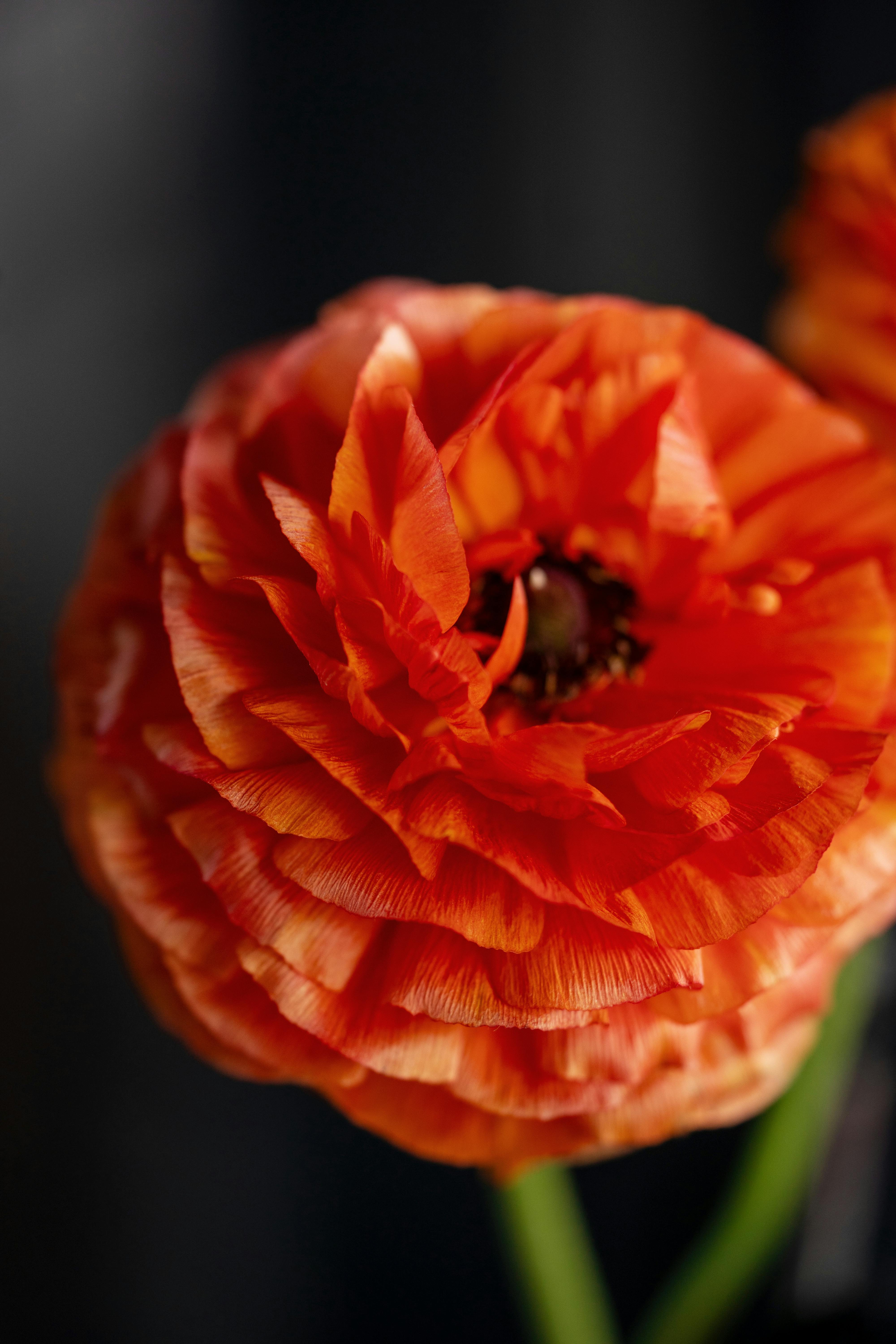 Red Red Flower Photos, Download The BEST Free Red Red Flower Stock ...