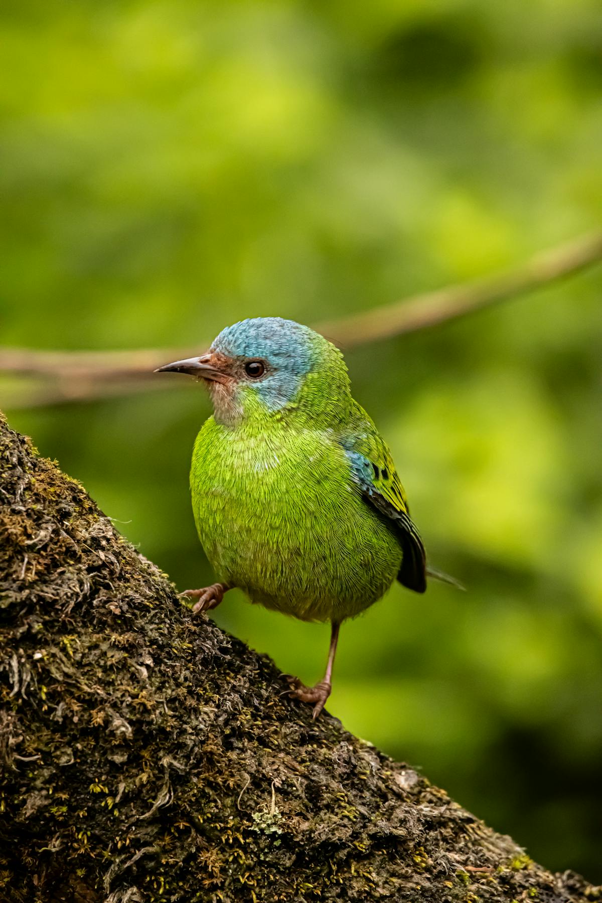 Color: Green Photos, Download The BEST Free Color: Green Stock Photos ...