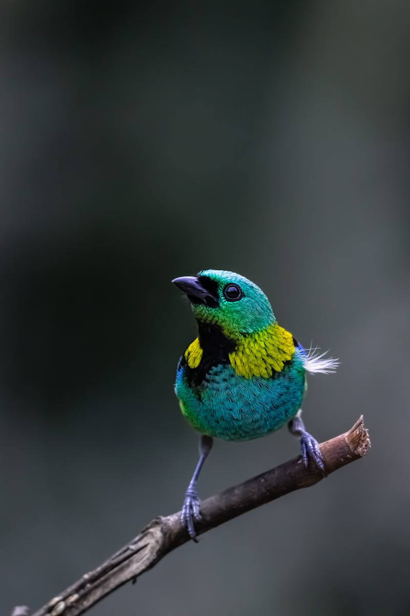 Blue Bird Photos, Download The BEST Free Blue Bird Stock Photos & HD Images