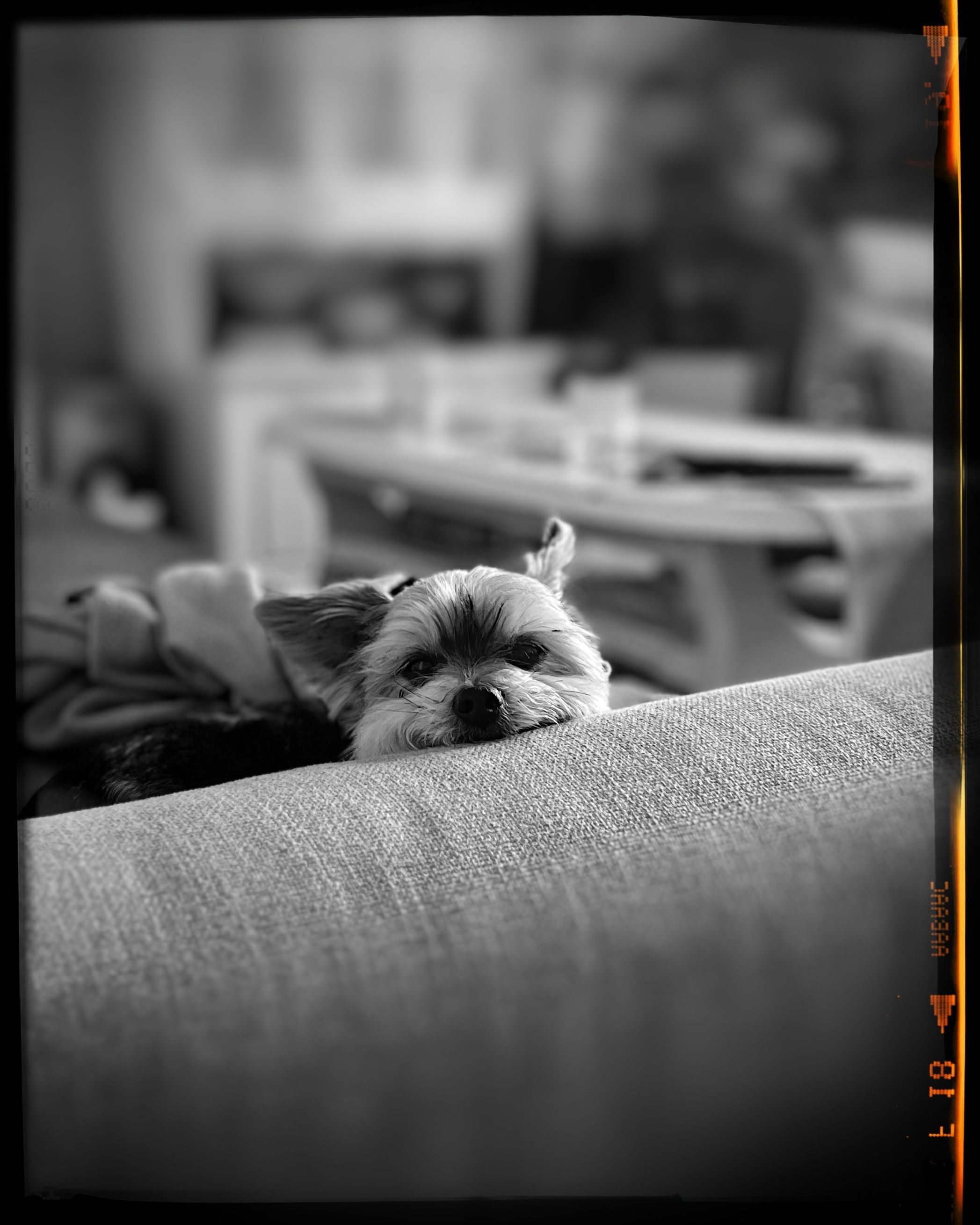 Head of Dog on Sofa · Free Stock Photo