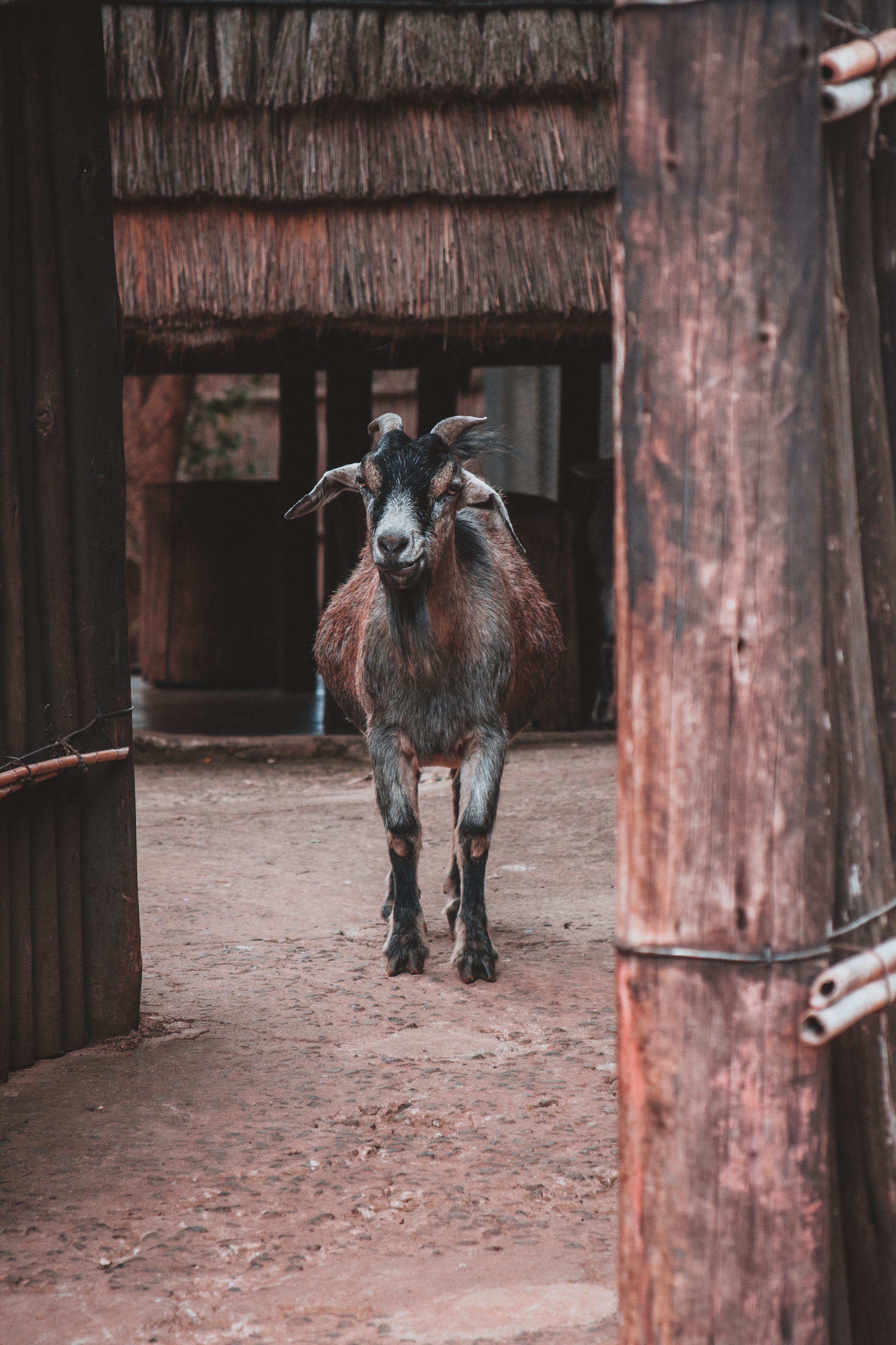 Curious Goat in Traditional South African Homestead · Free Stock Photo