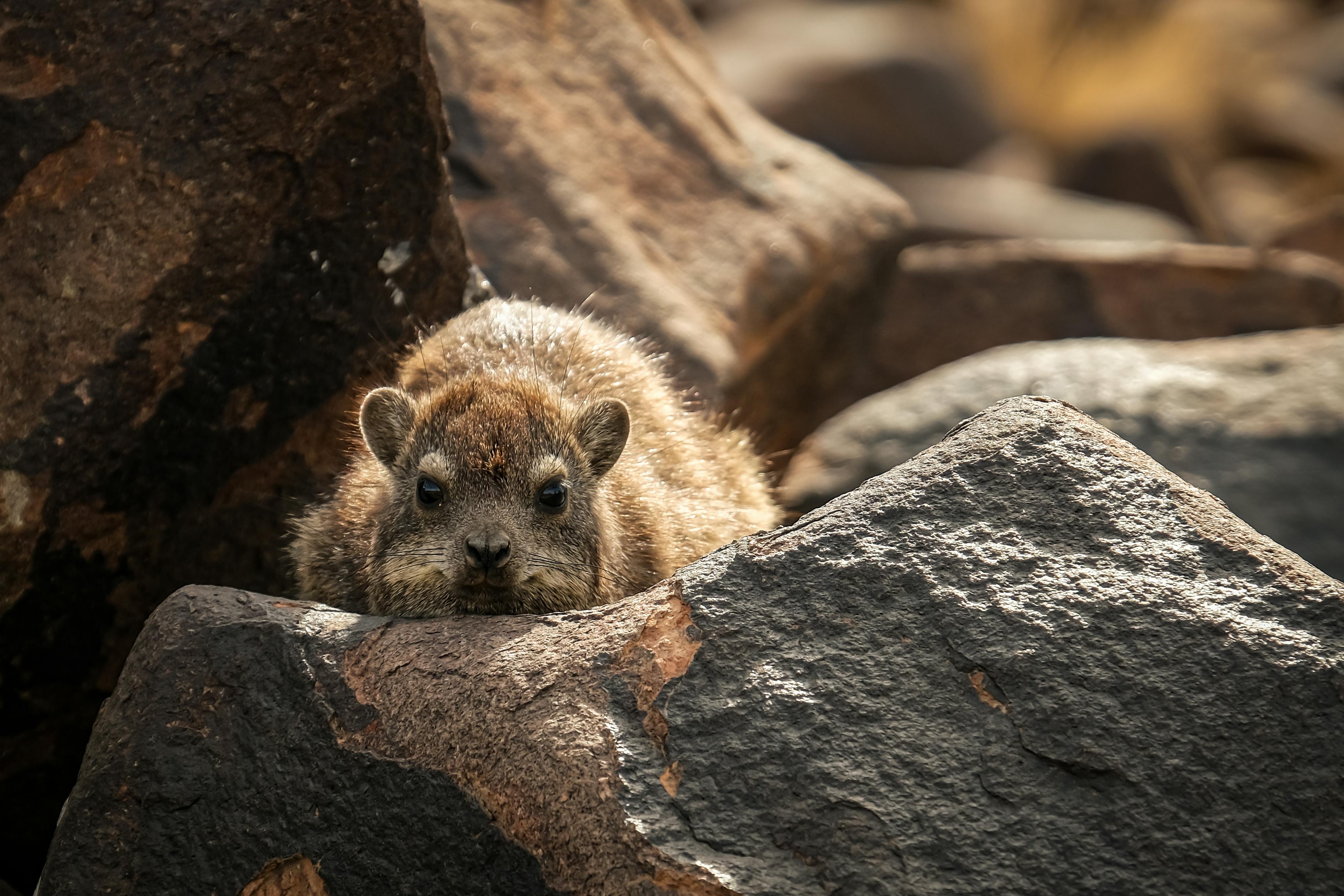 Rock Hyrax on Rocks · Free Stock Photo