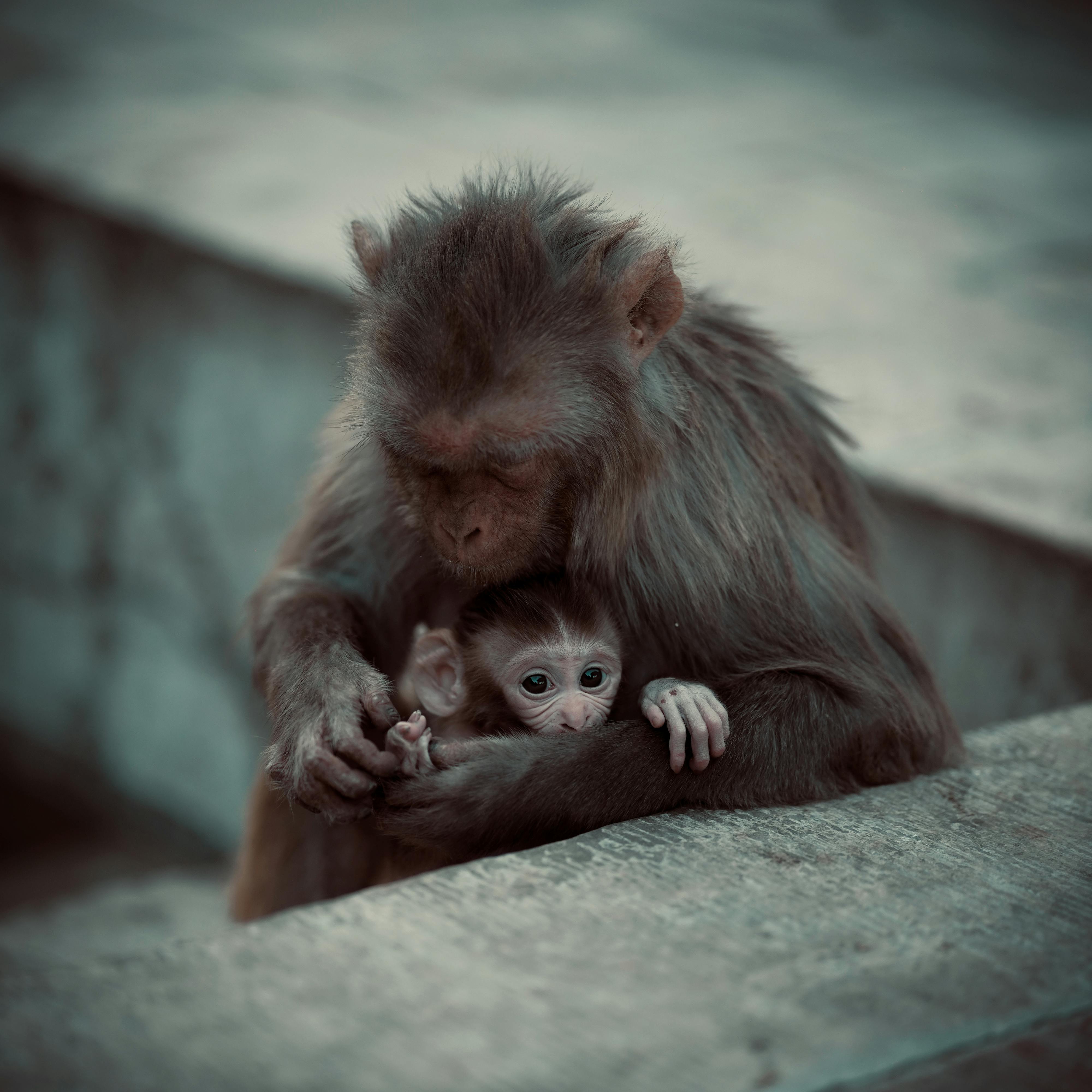 Brown Monkey Holding Baby Monkey · Free Stock Photo