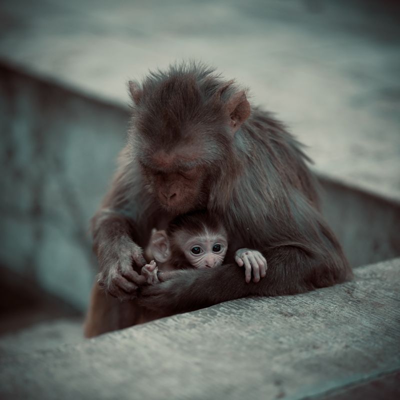 Cute Monkey Pics Photos, Download The BEST Free Cute Monkey Pics Stock ...
