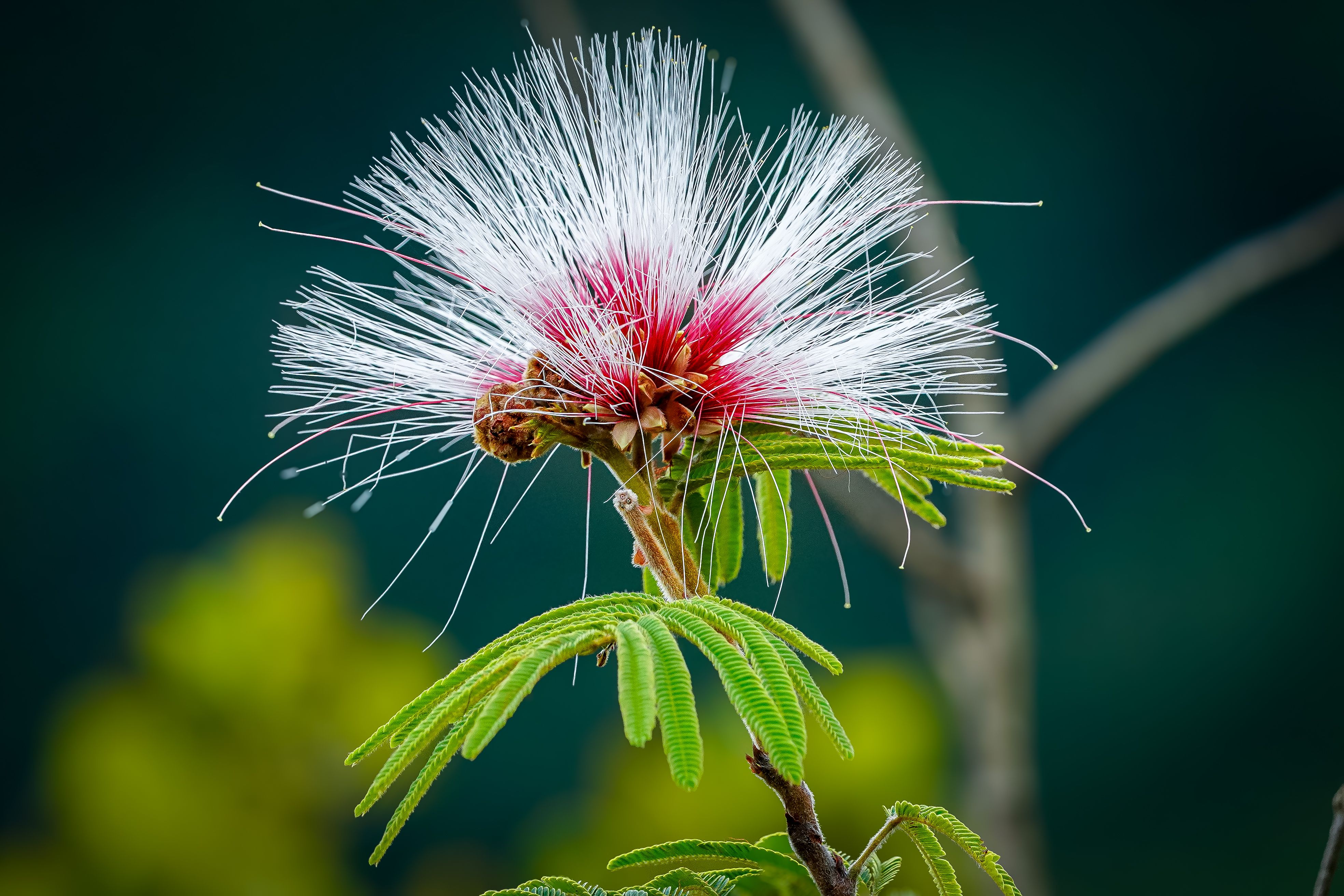 Flor · Free Stock Photo