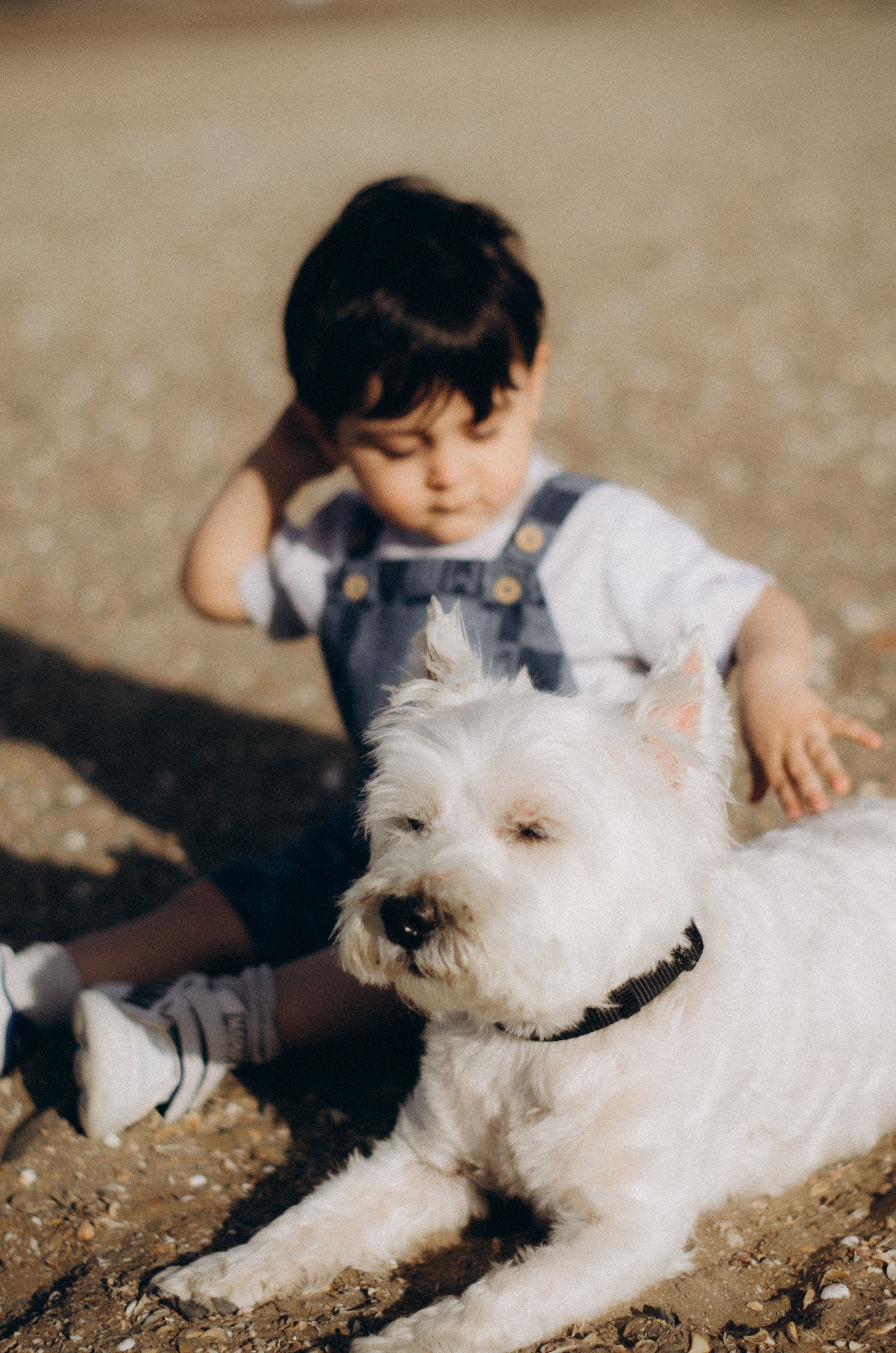 A boy and a dog on the beach · Free Stock Photo