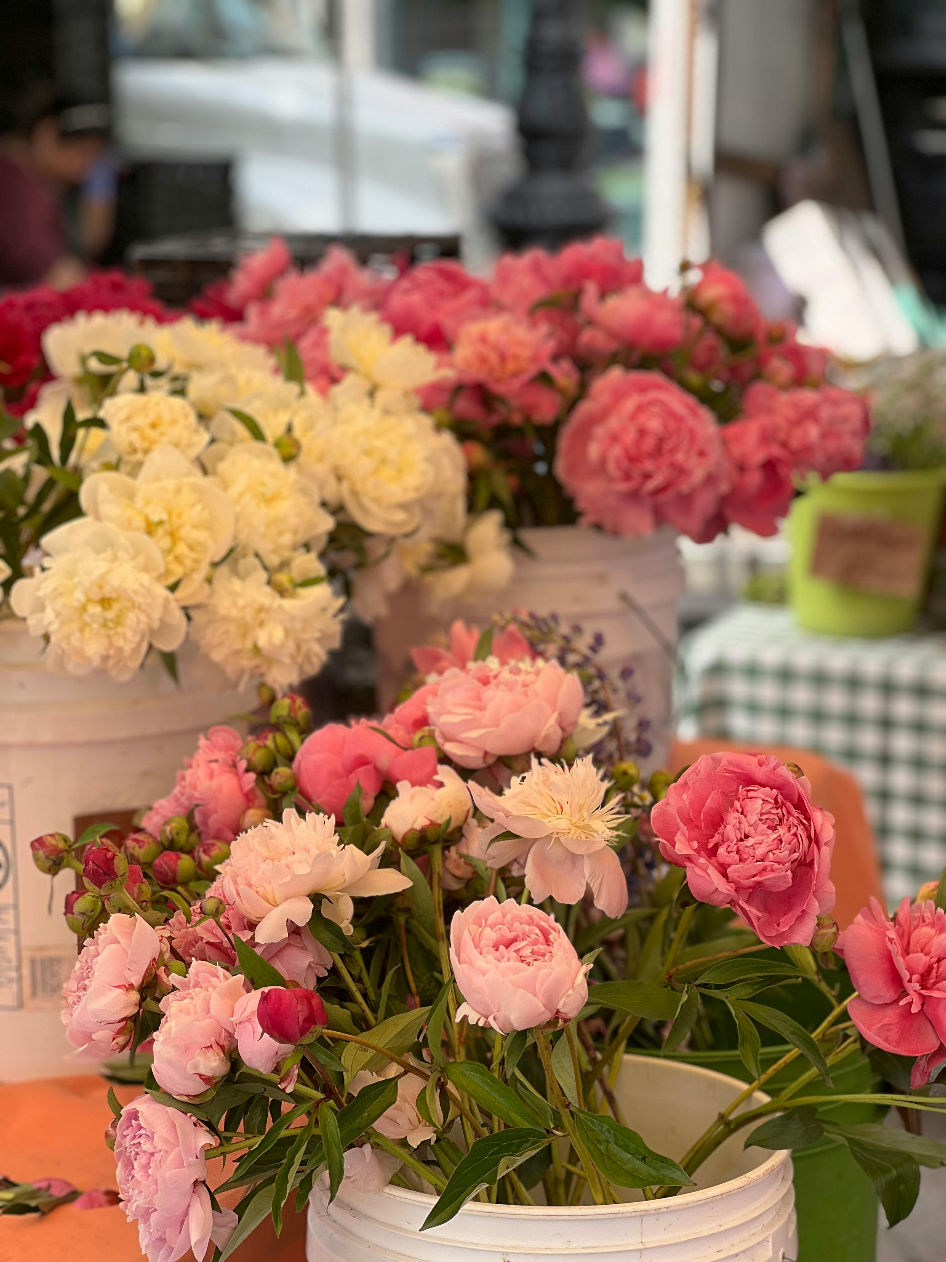 Intersectional Hybrids Photos, Download The BEST Free Intersectional ...