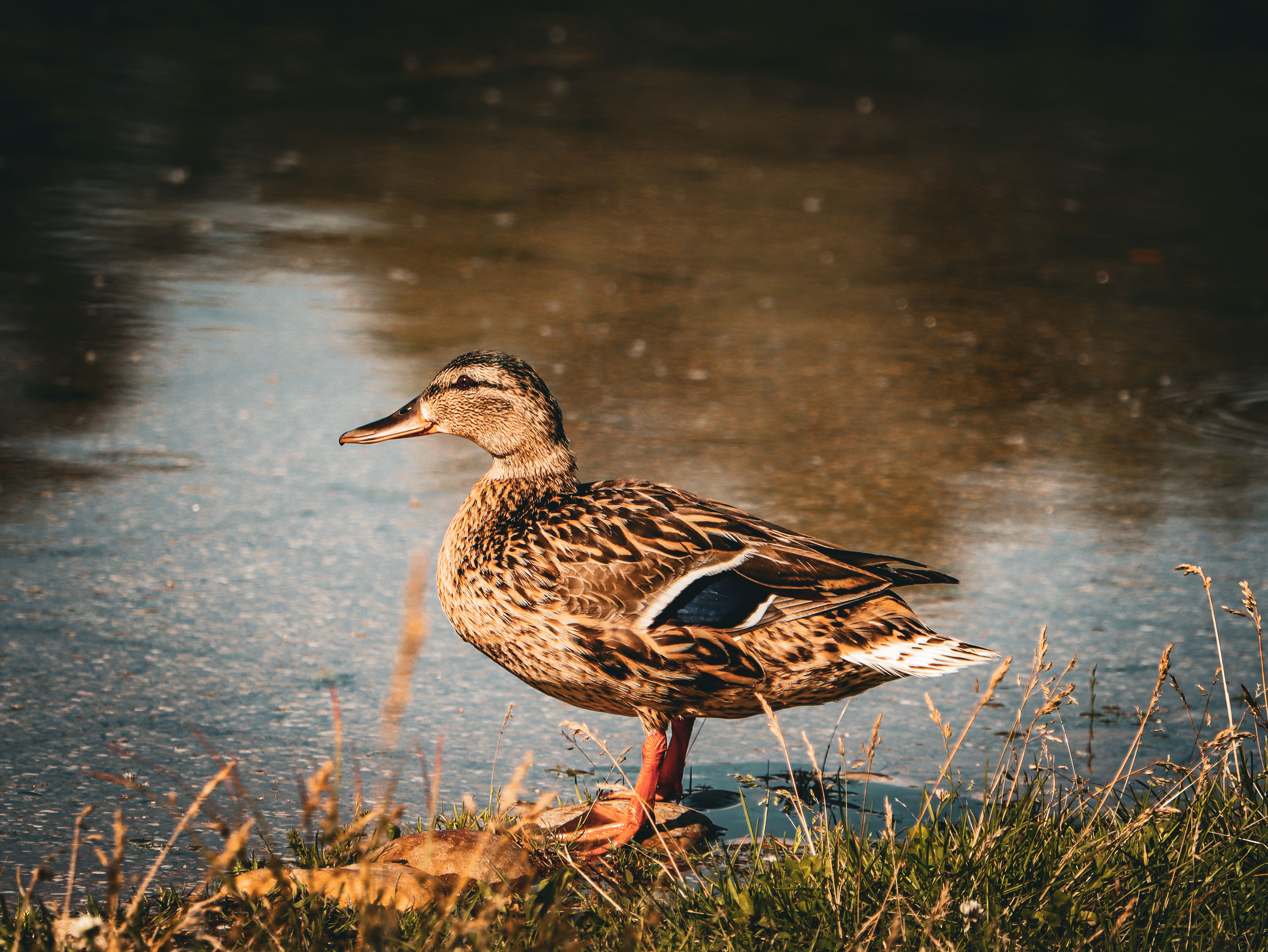 Close-up of a Duck Standing near a Body of Water · Free Stock Photo
