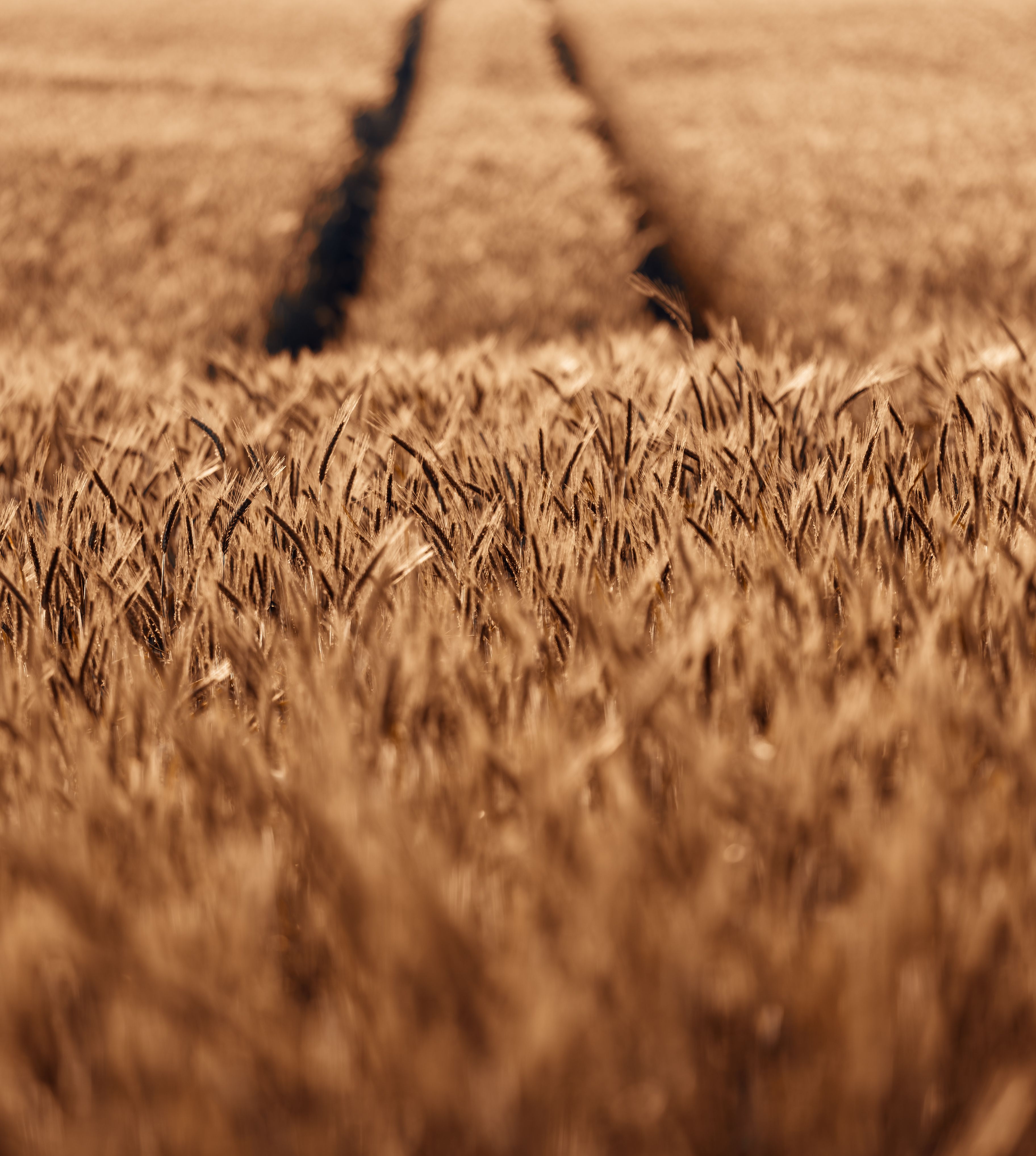 A field of wheat with a path in it · Free Stock Photo