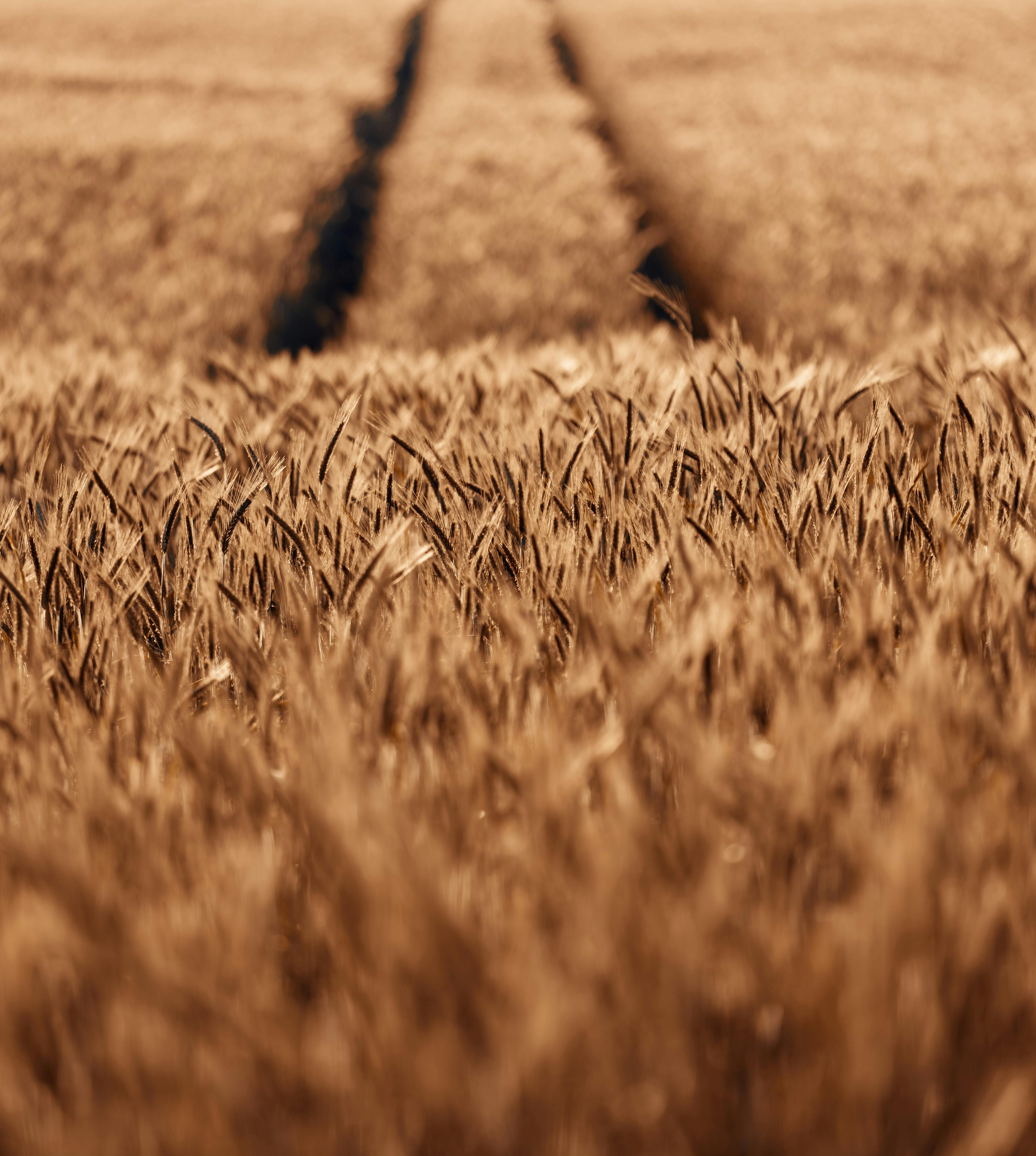 Wheat Farms Photos, Download The BEST Free Wheat Farms Stock Photos ...