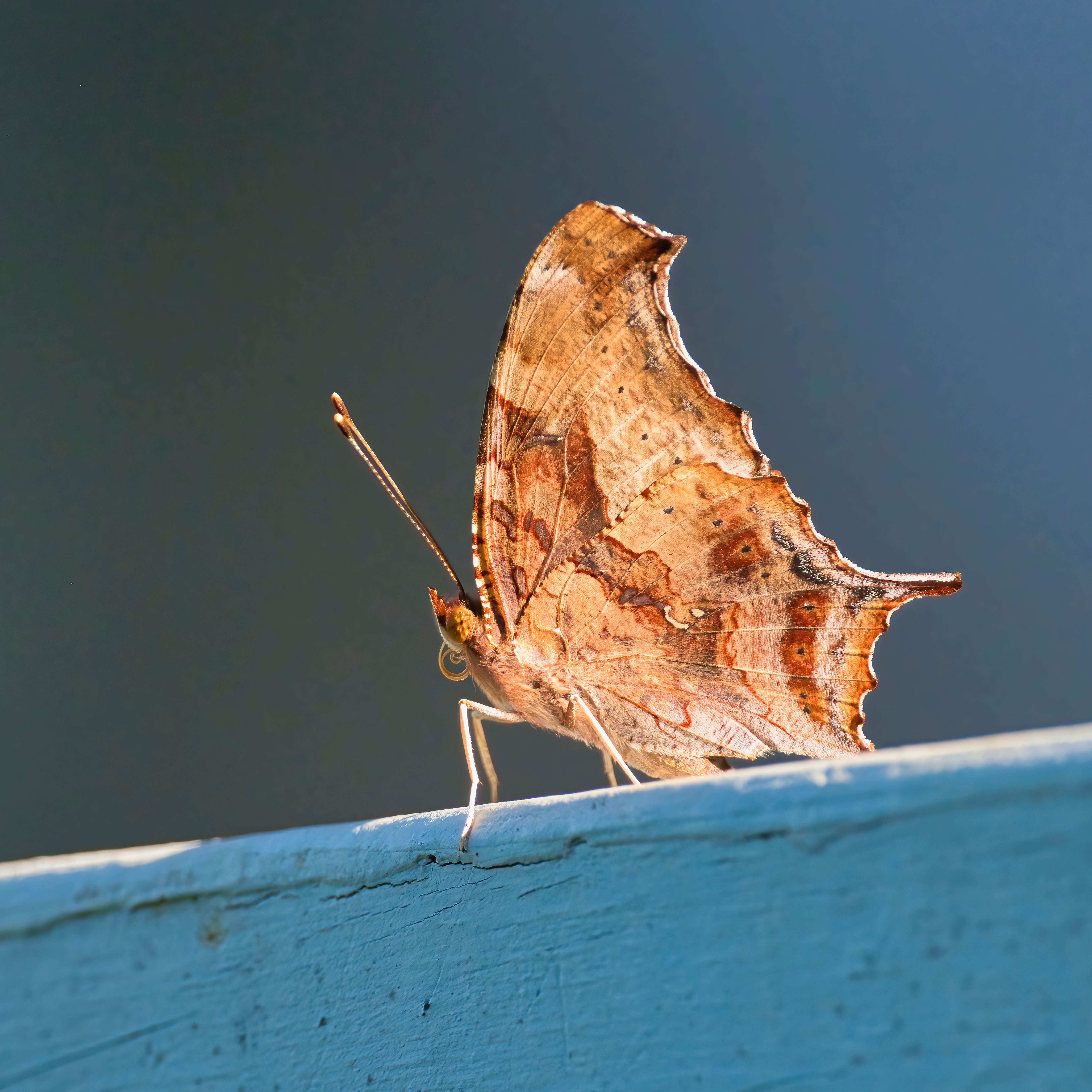 Question Mark Butterfly (yes that is it's actual name) · Free Stock Photo