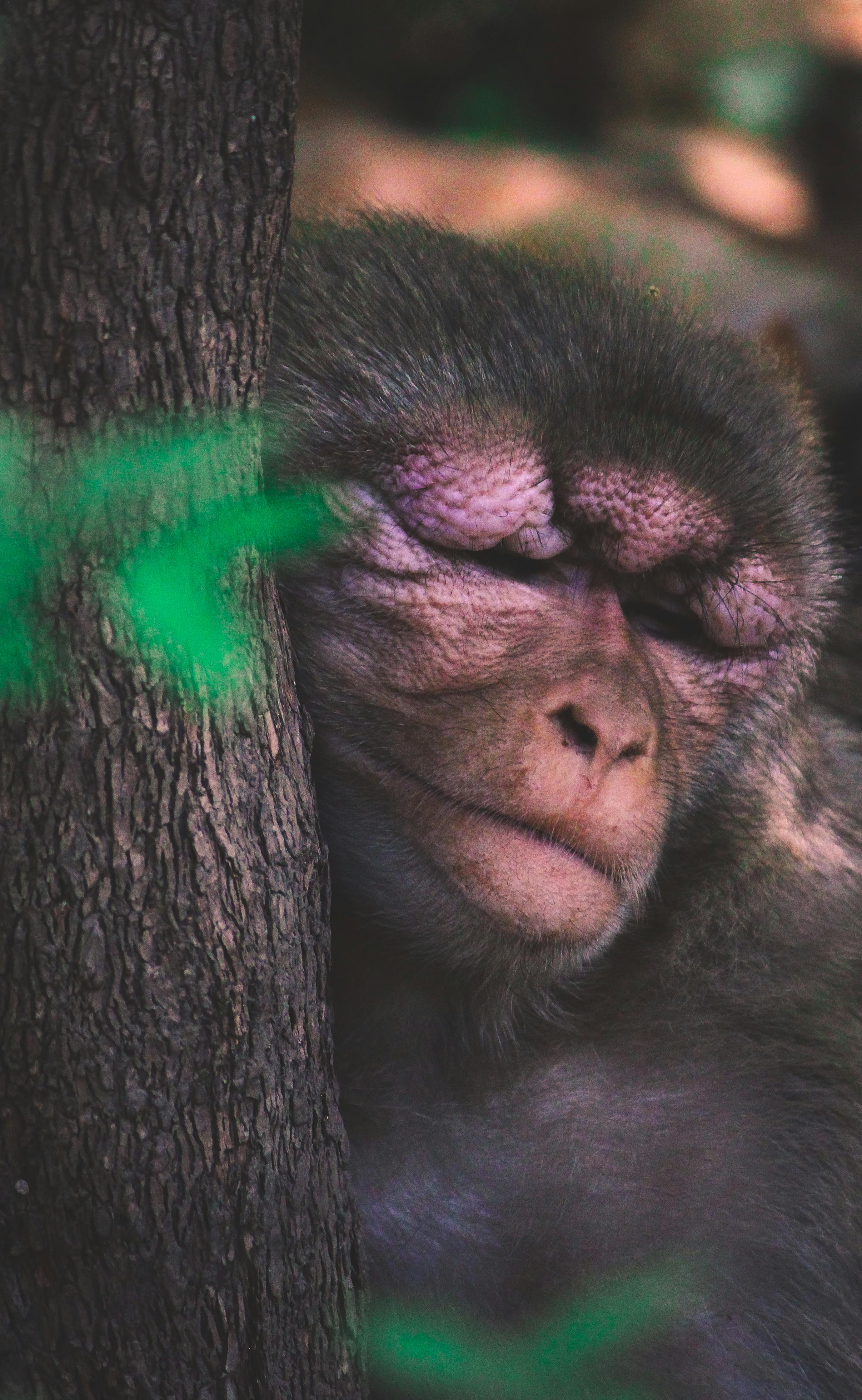 Primate · Free Stock Photo