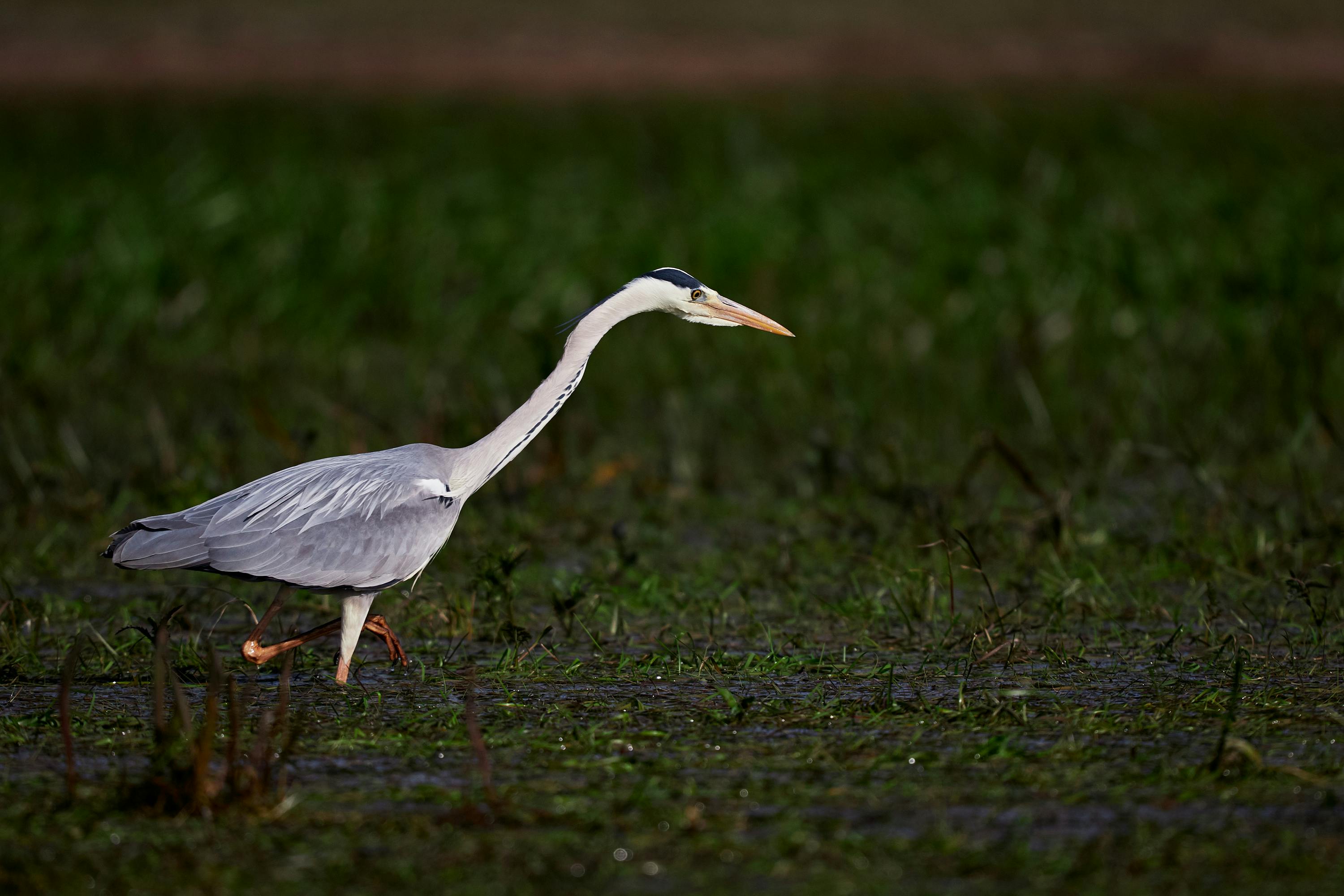 Shallow Focus Photo Of A Bird · Free Stock Photo
