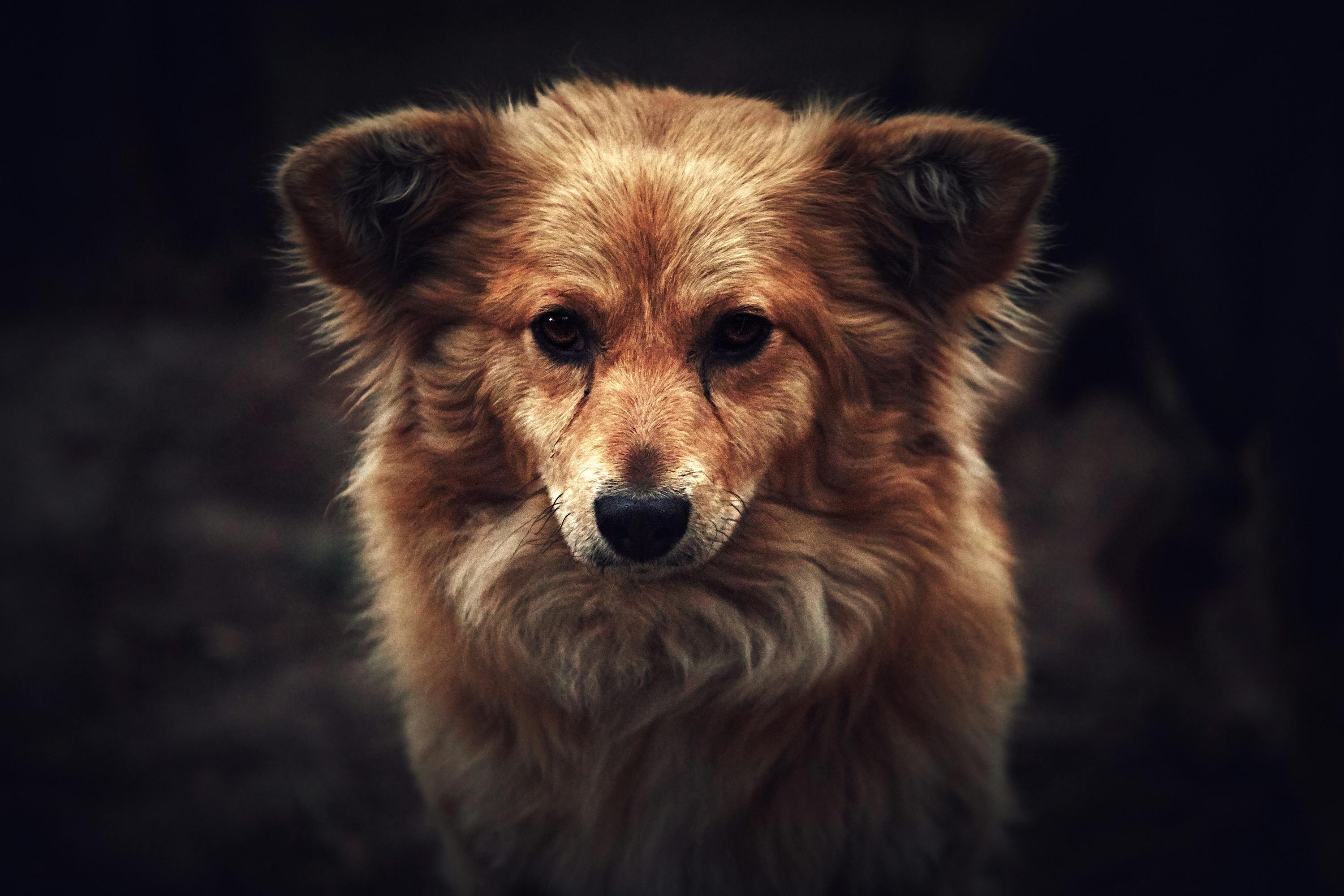 Brown Dog · Free Stock Photo