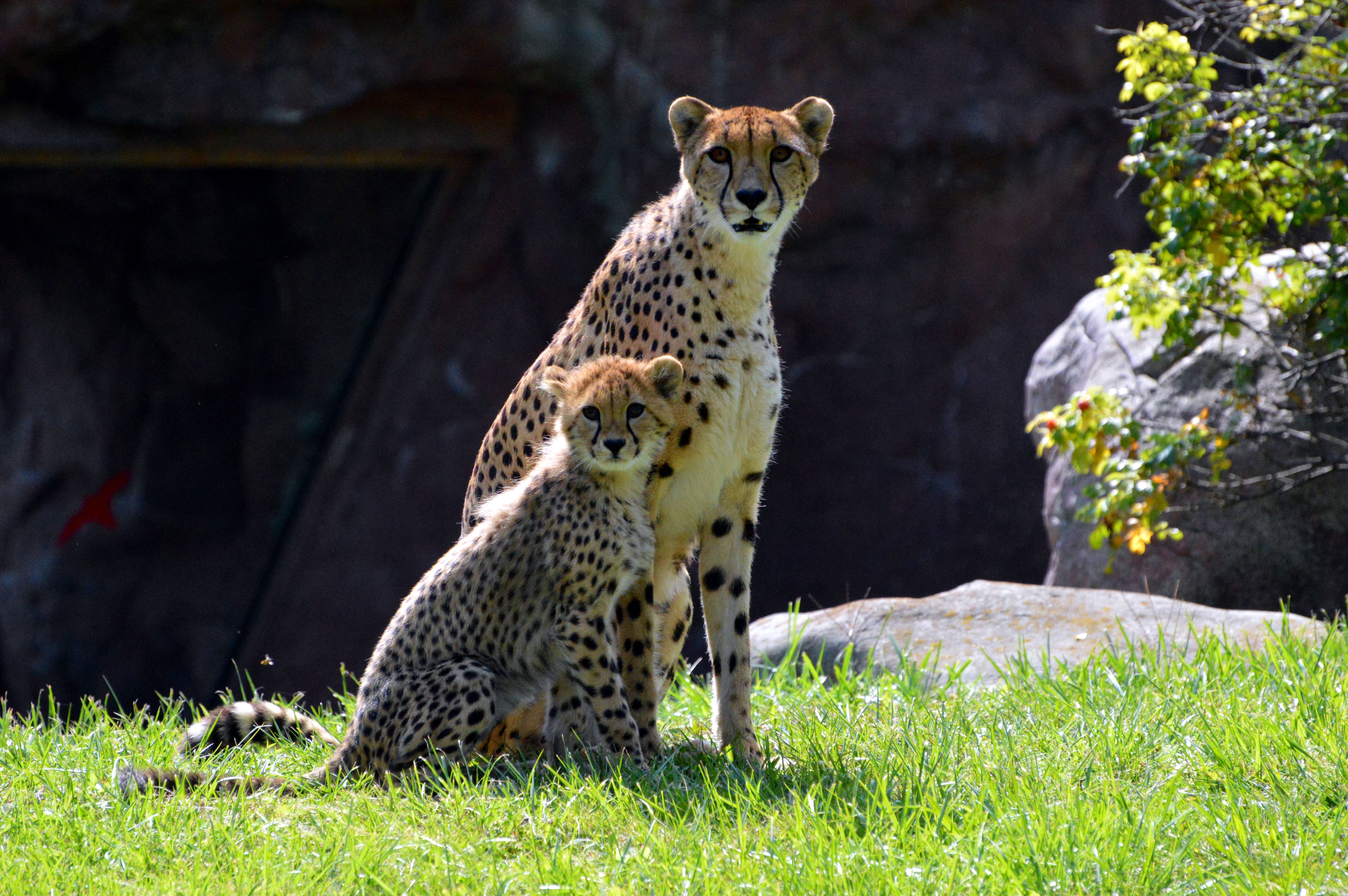 Cub Infinity Photos, Download The BEST Free Cub Infinity Stock Photos ...