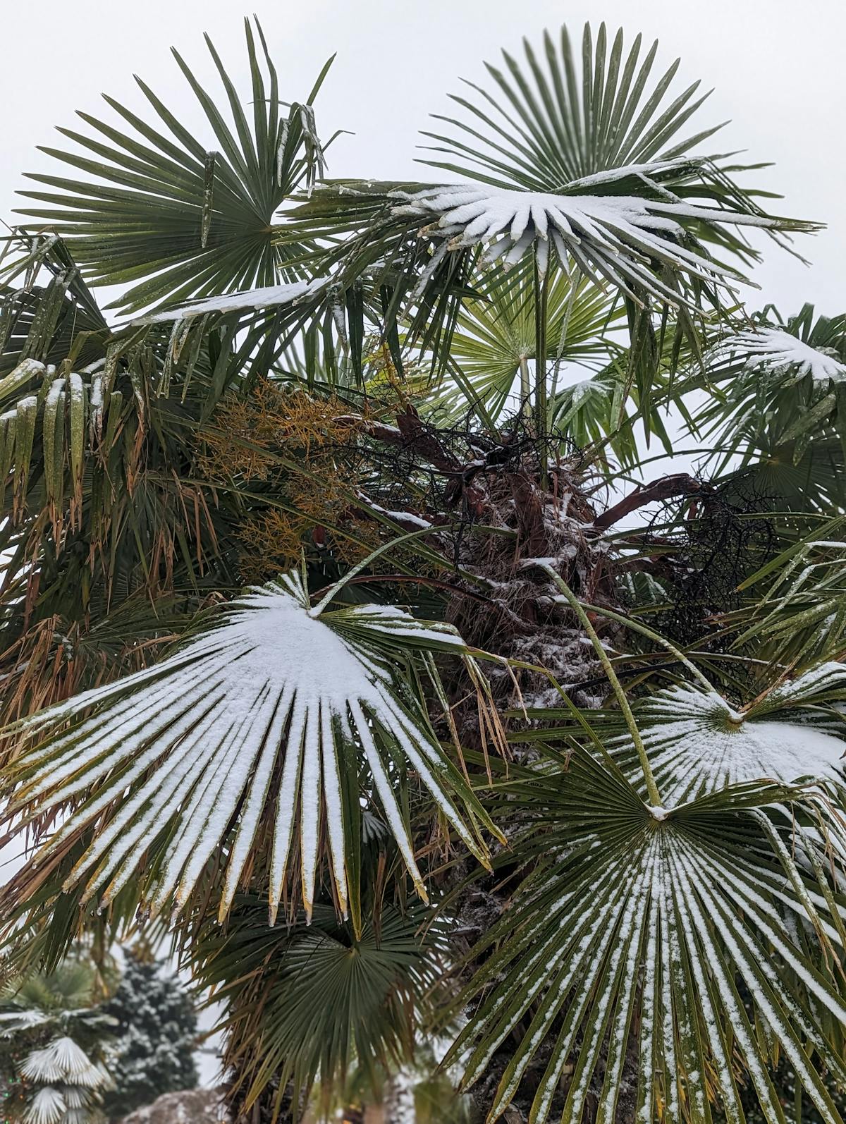 Palm Tree Snow Photos, Download The BEST Free Palm Tree Snow Stock ...