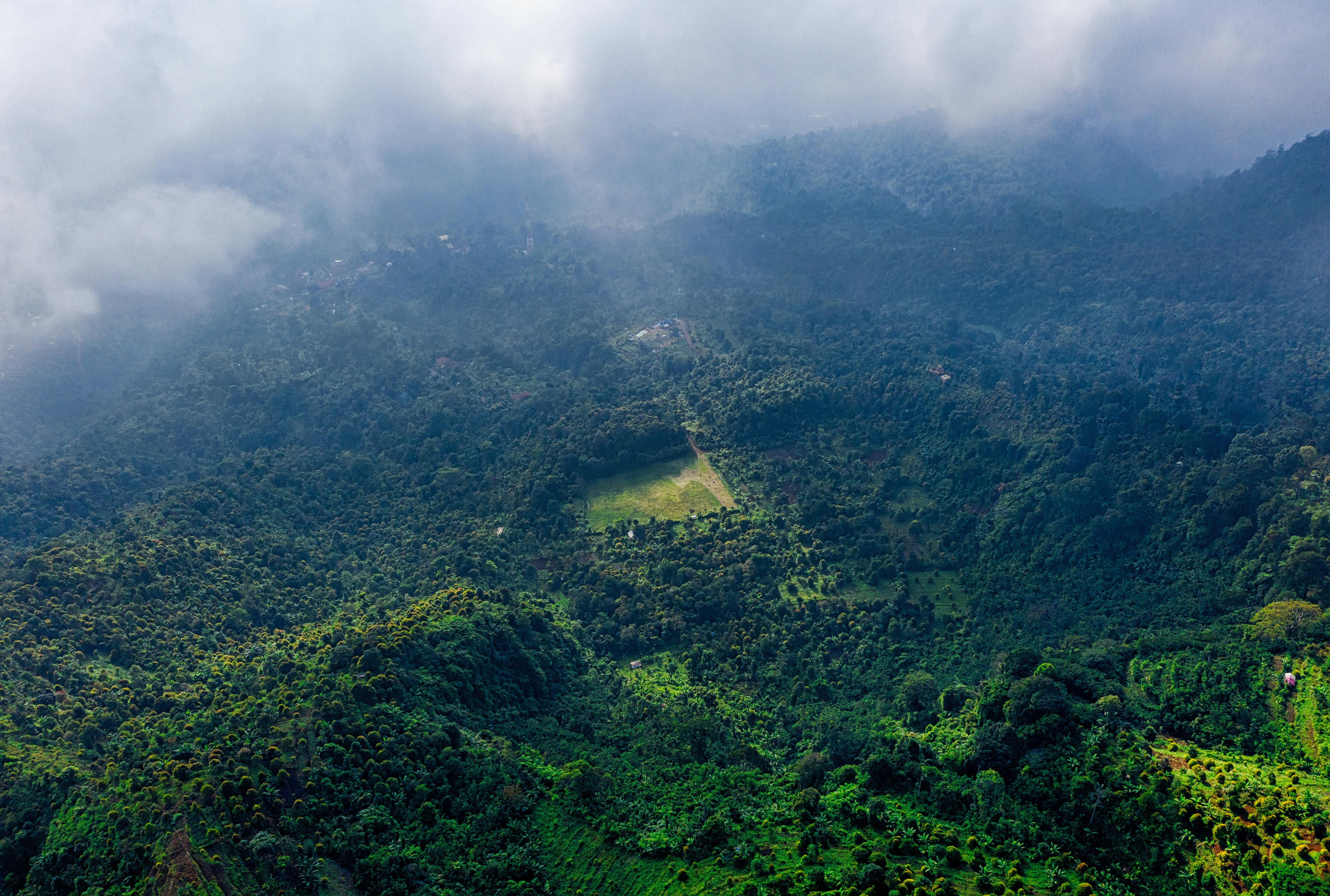 Bird's Eye View Of Forest · Free Stock Photo