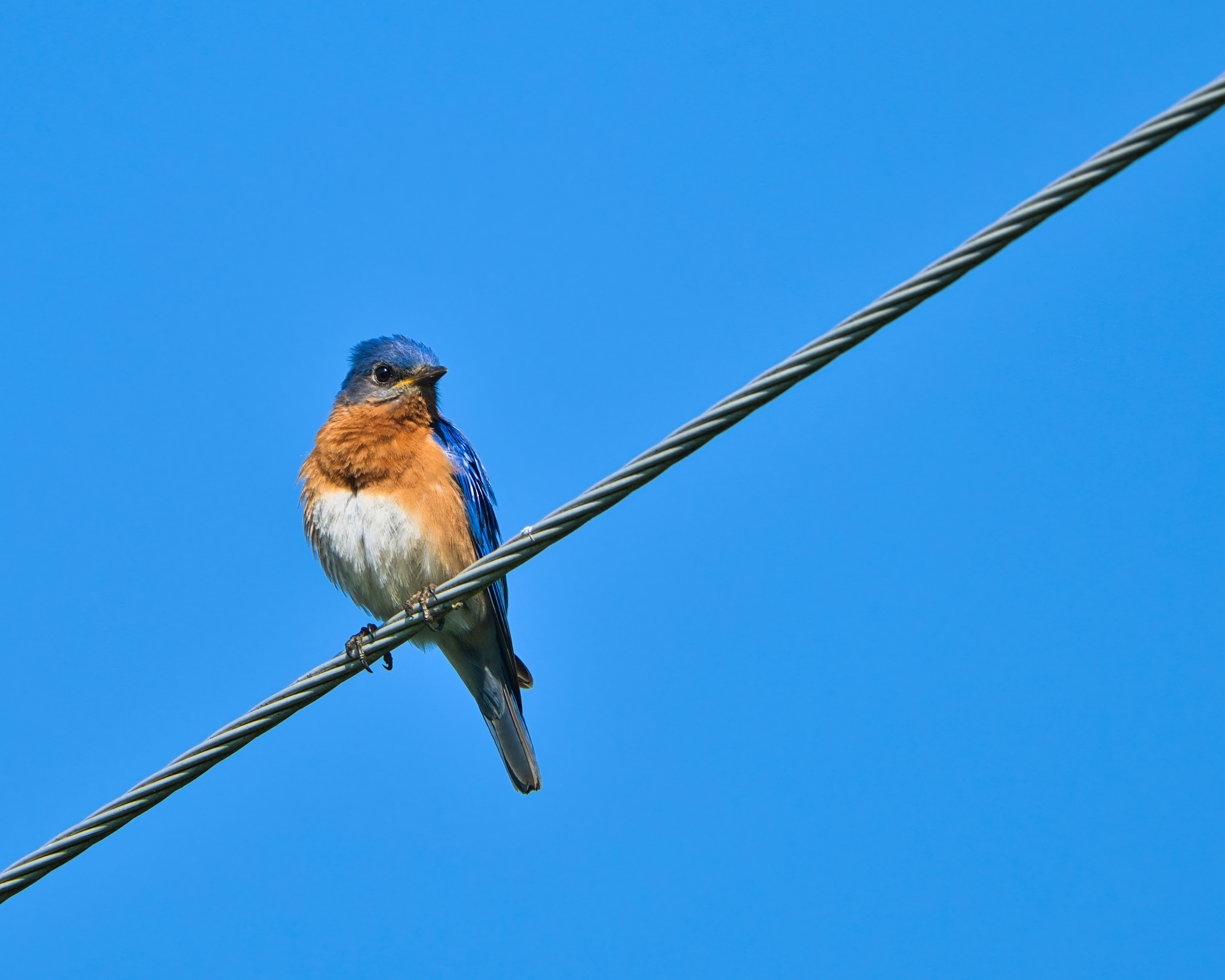 Bluebird Cash Card Features and Benefits You Need to Know