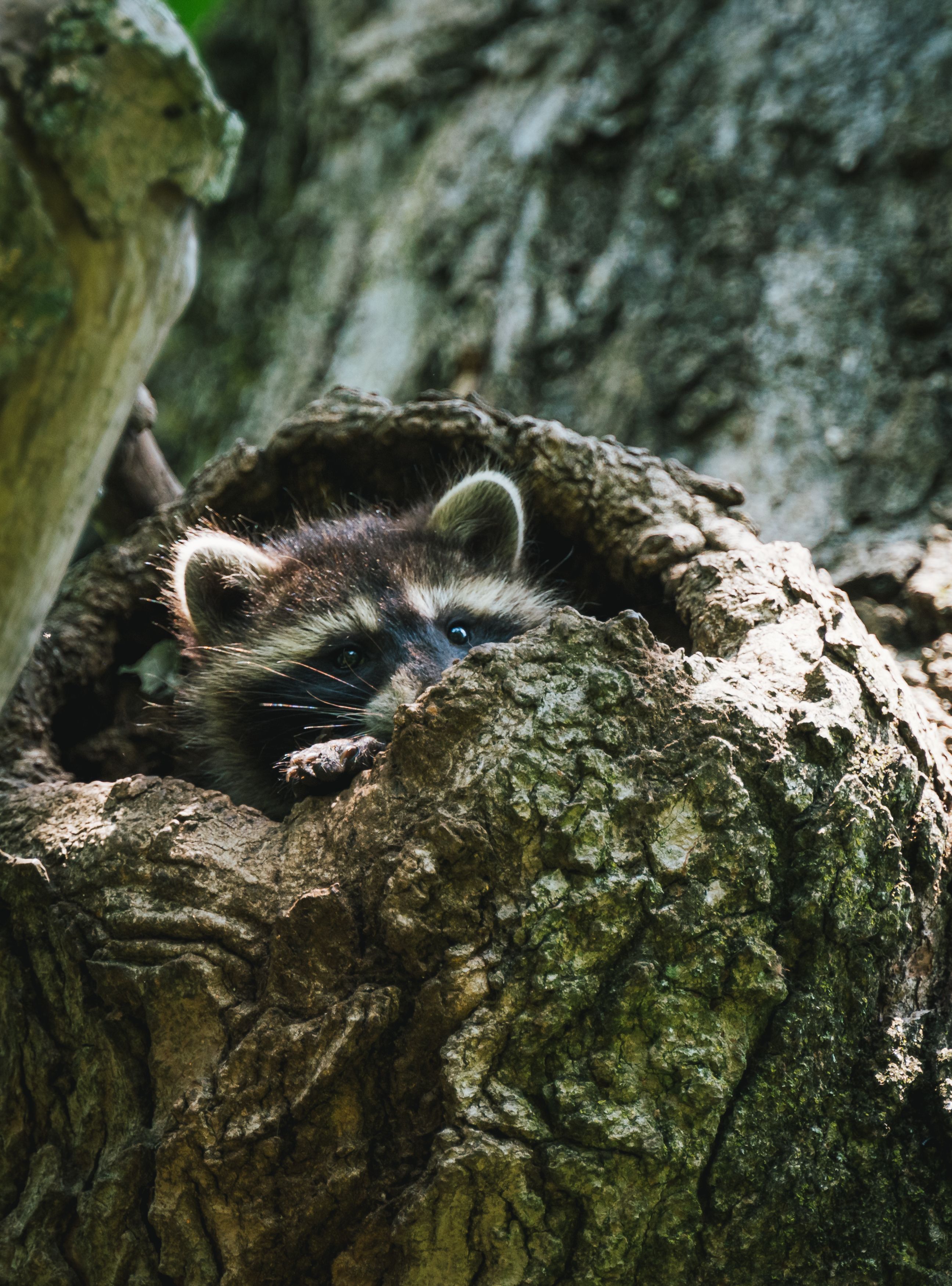 Raccoon Lying inside Hollow Tree Trunk · Free Stock Photo