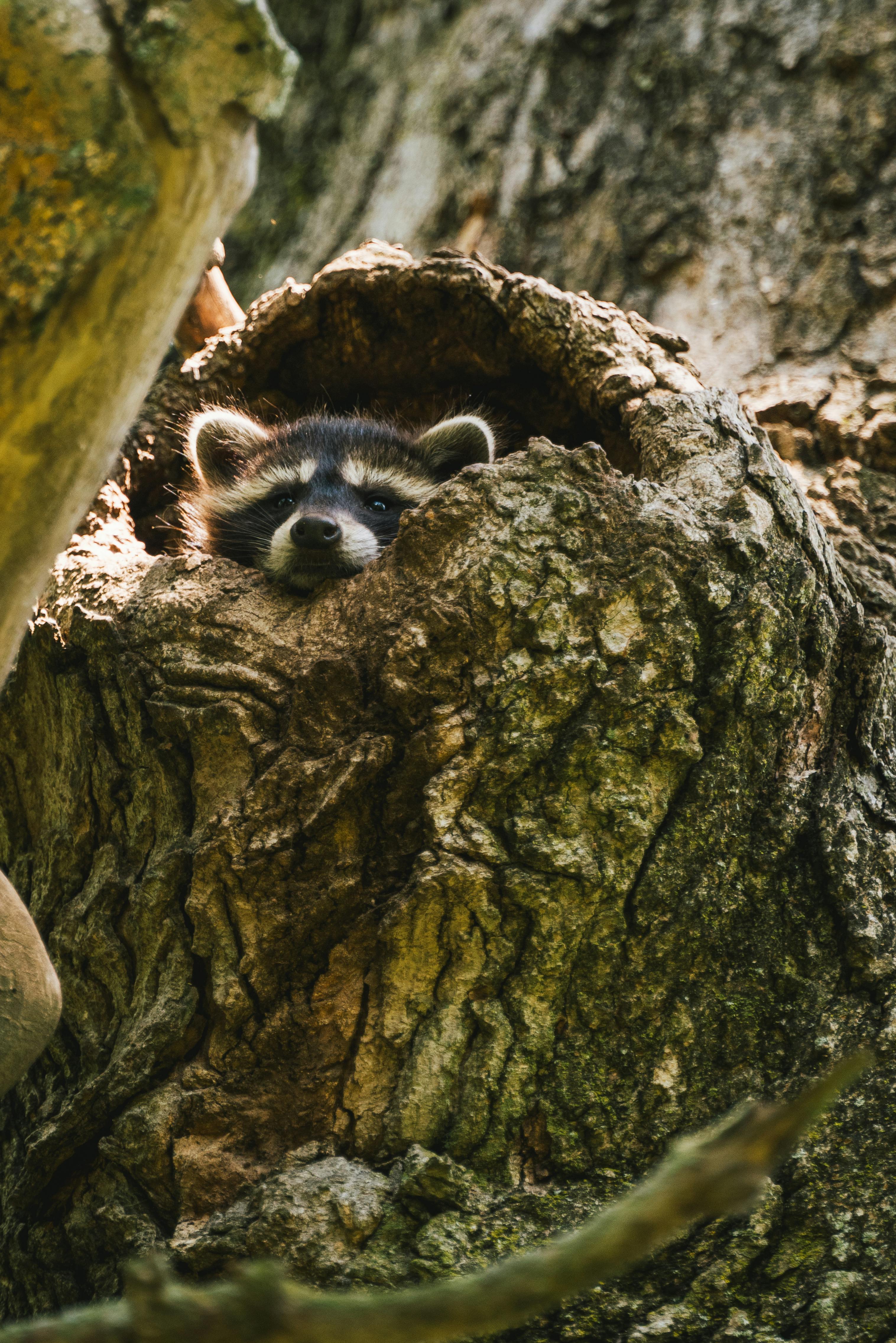 Raccoon in Hole in Tree · Free Stock Photo