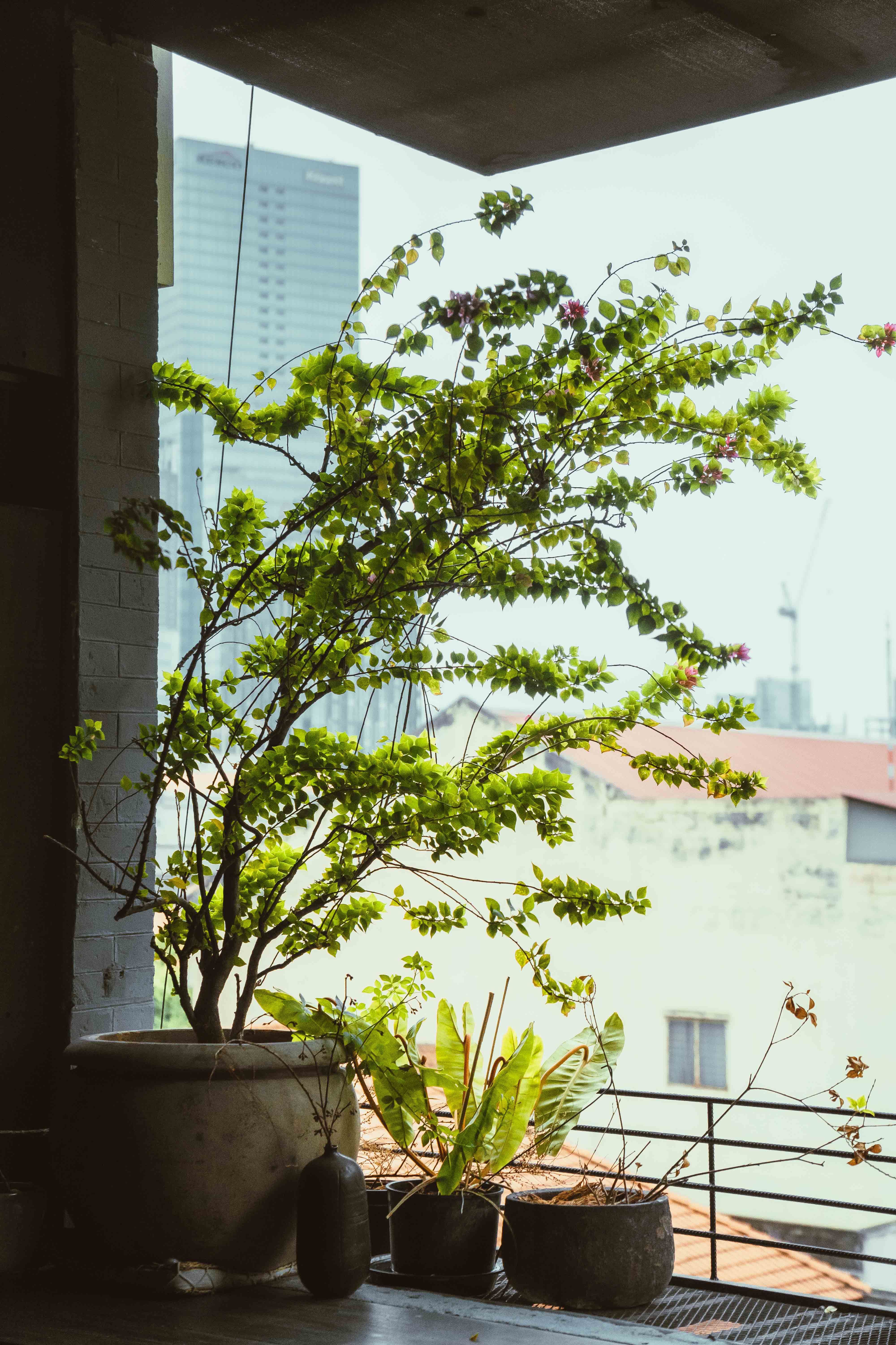 Tree Growing in Pot on Balcony · Free Stock Photo