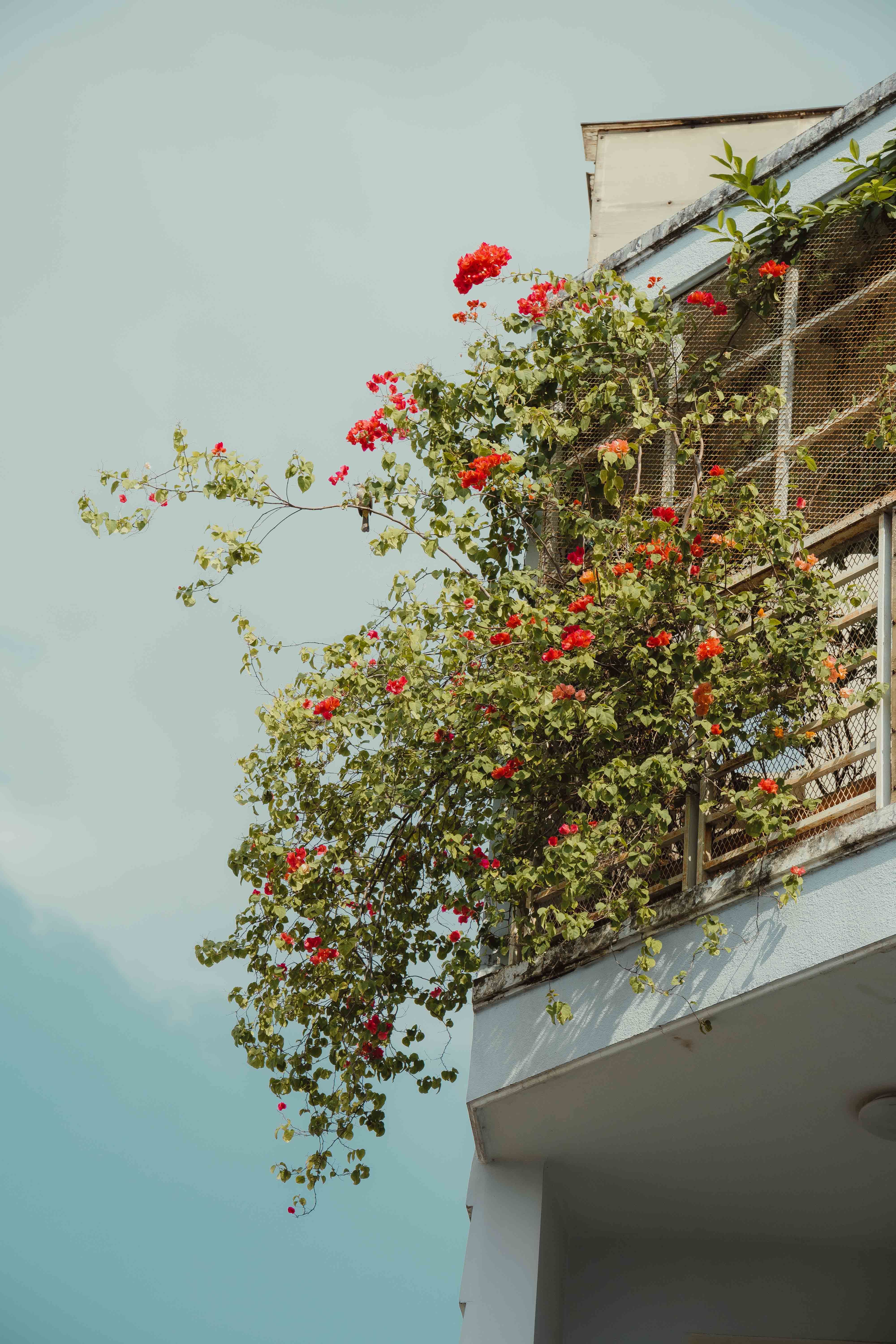 Red Flowers Growing from Balcony · Free Stock Photo