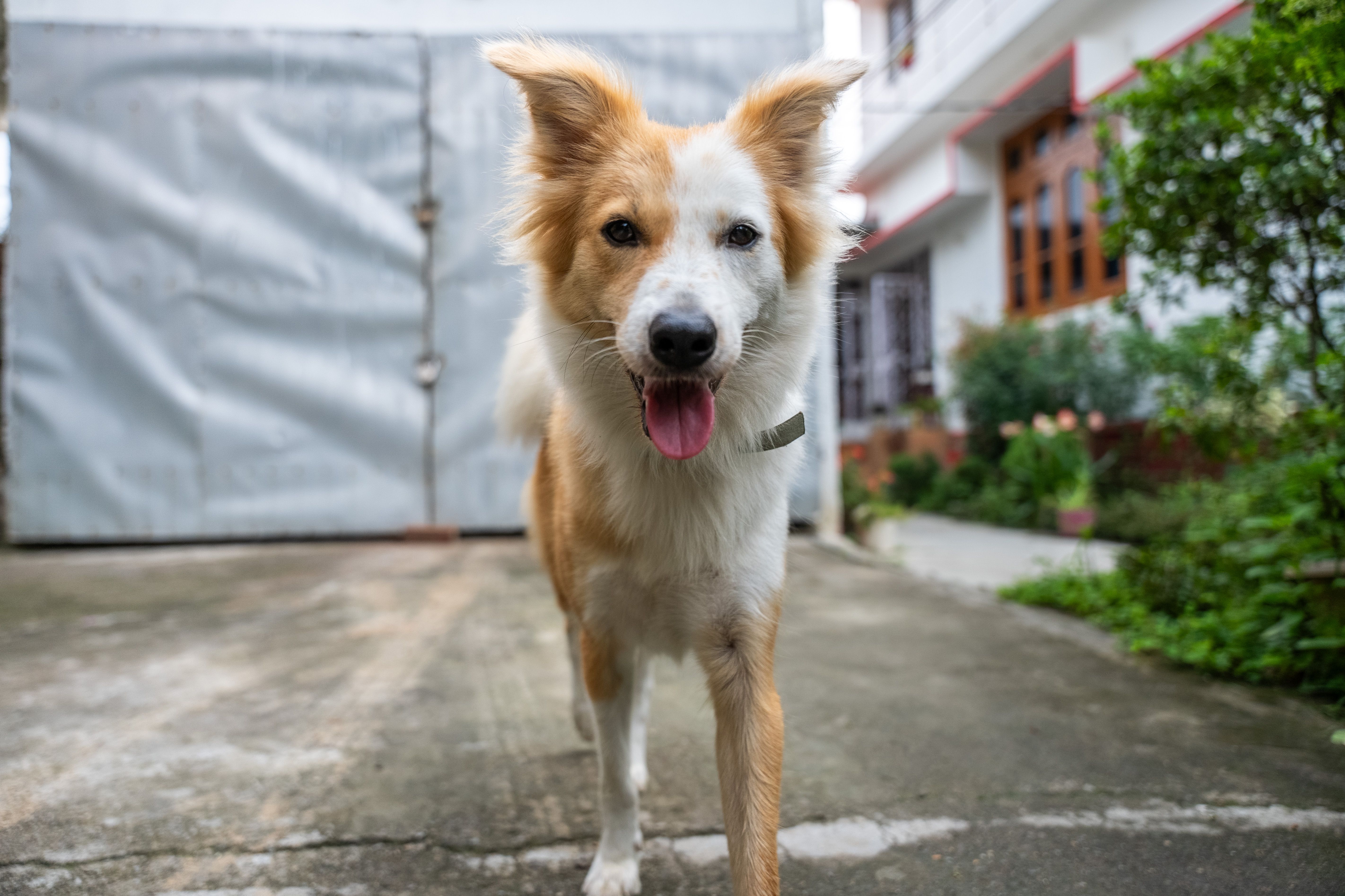 Portrait of White and Orange Icelandic Sheepdog Dog · Free Stock Photo