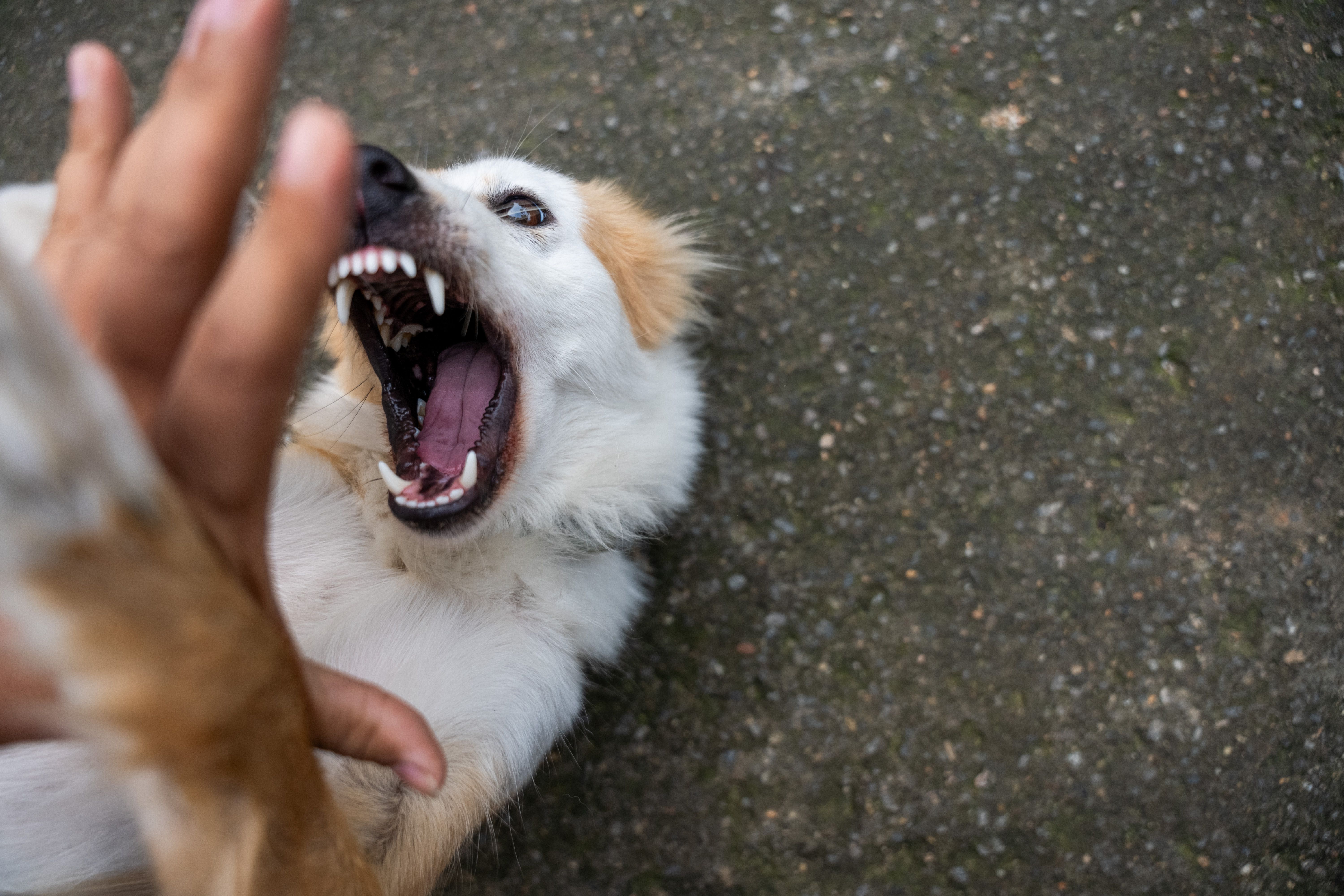 Person Playing with Dog · Free Stock Photo