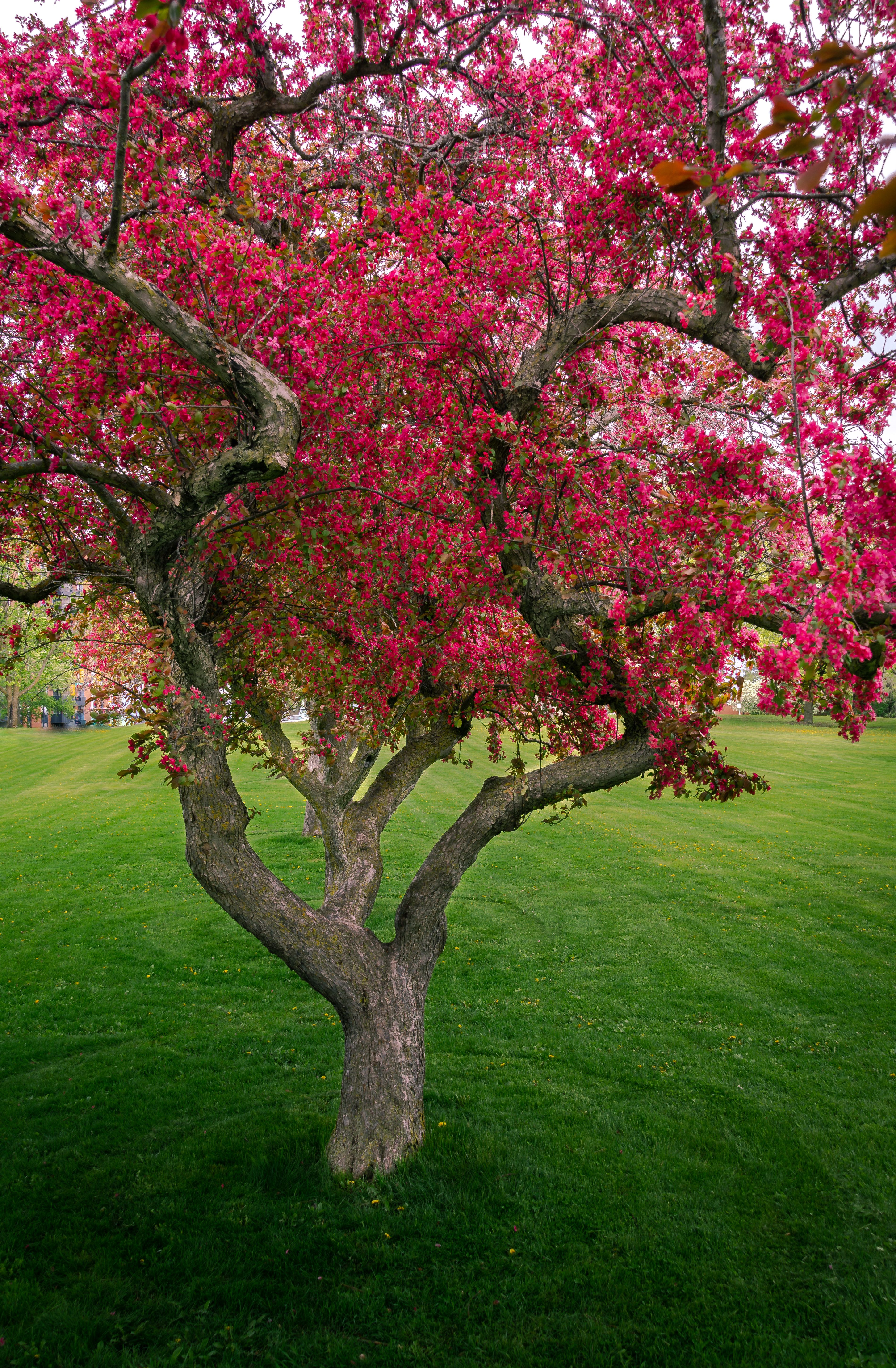 Twisted Tree with Blooming Bright Pink Flowers on Moved Lawn · Free ...