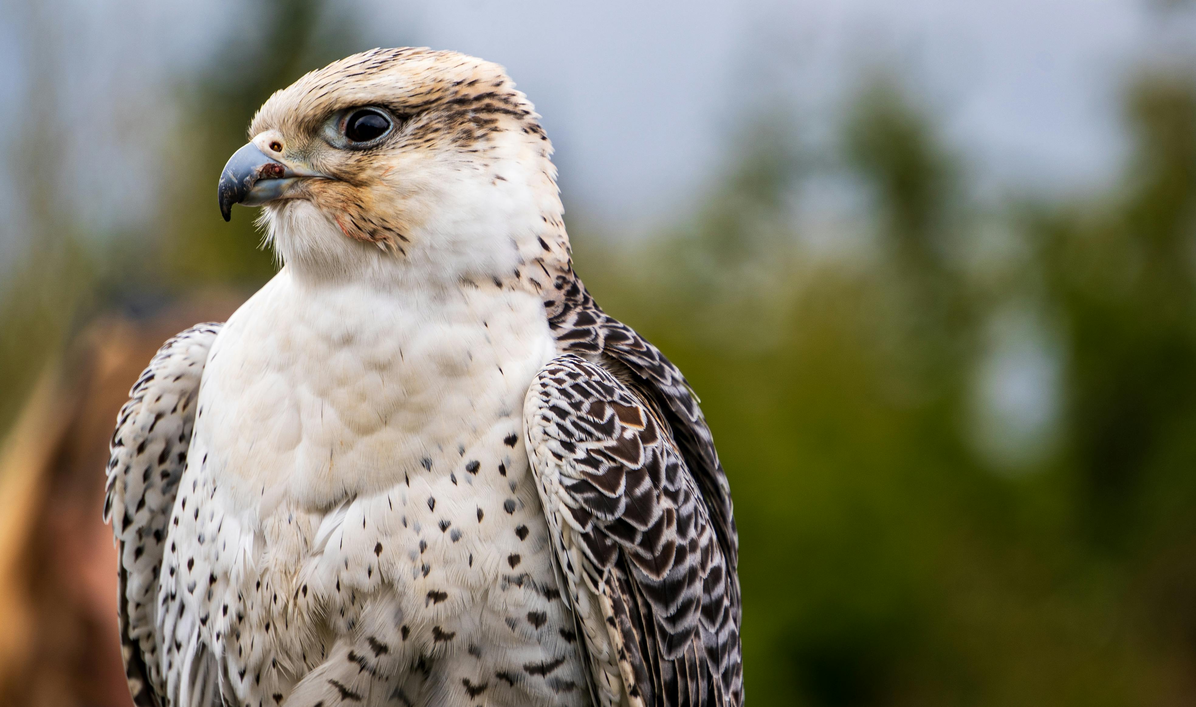 Falcon Pusan Photos, Download The BEST Free Falcon Pusan Stock Photos ...