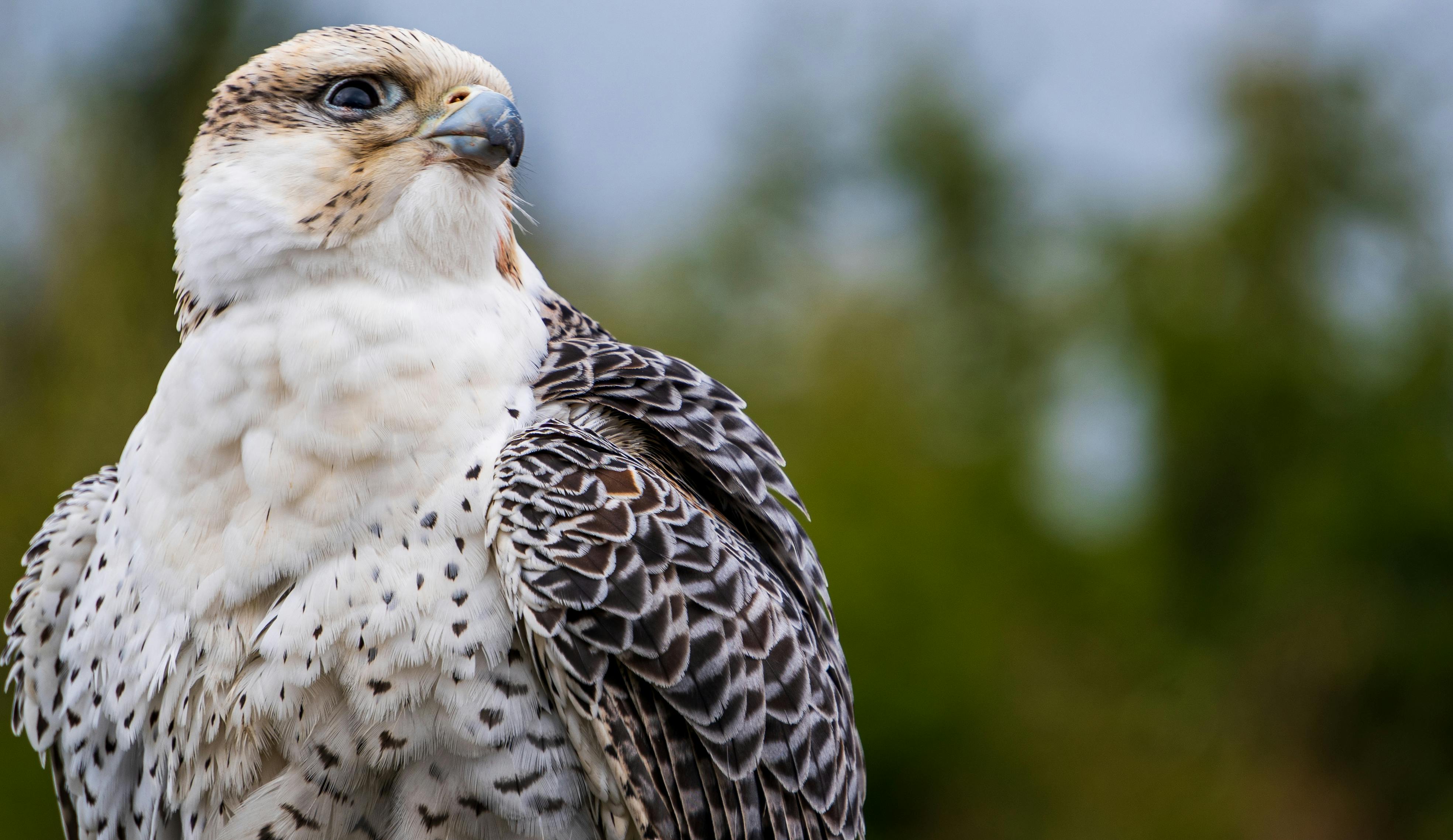 A hawk is sitting on a branch with its eyes open · Free Stock Photo