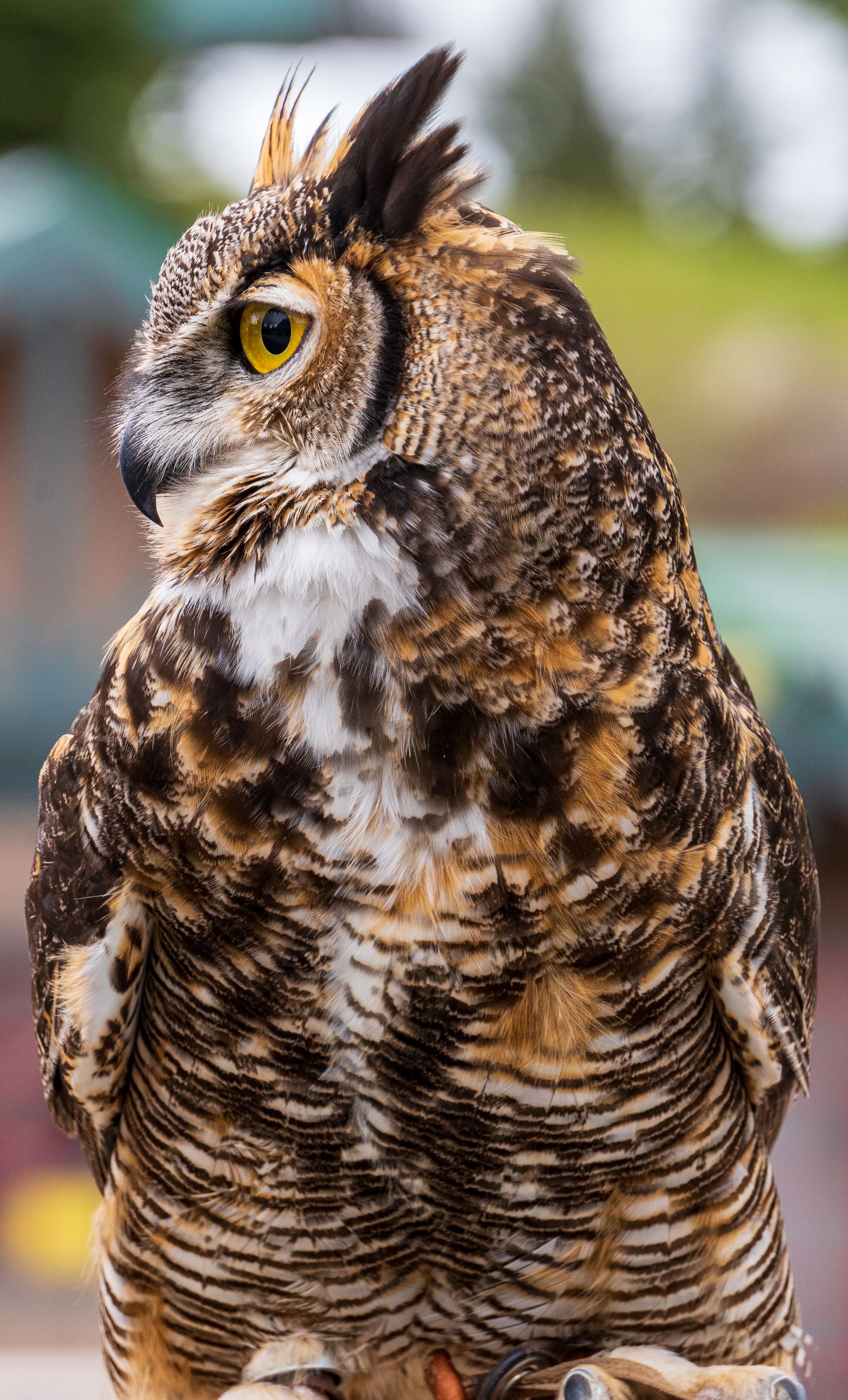 Dove Owl Peacock Eagle Photos, Download The BEST Free Dove Owl Peacock ...