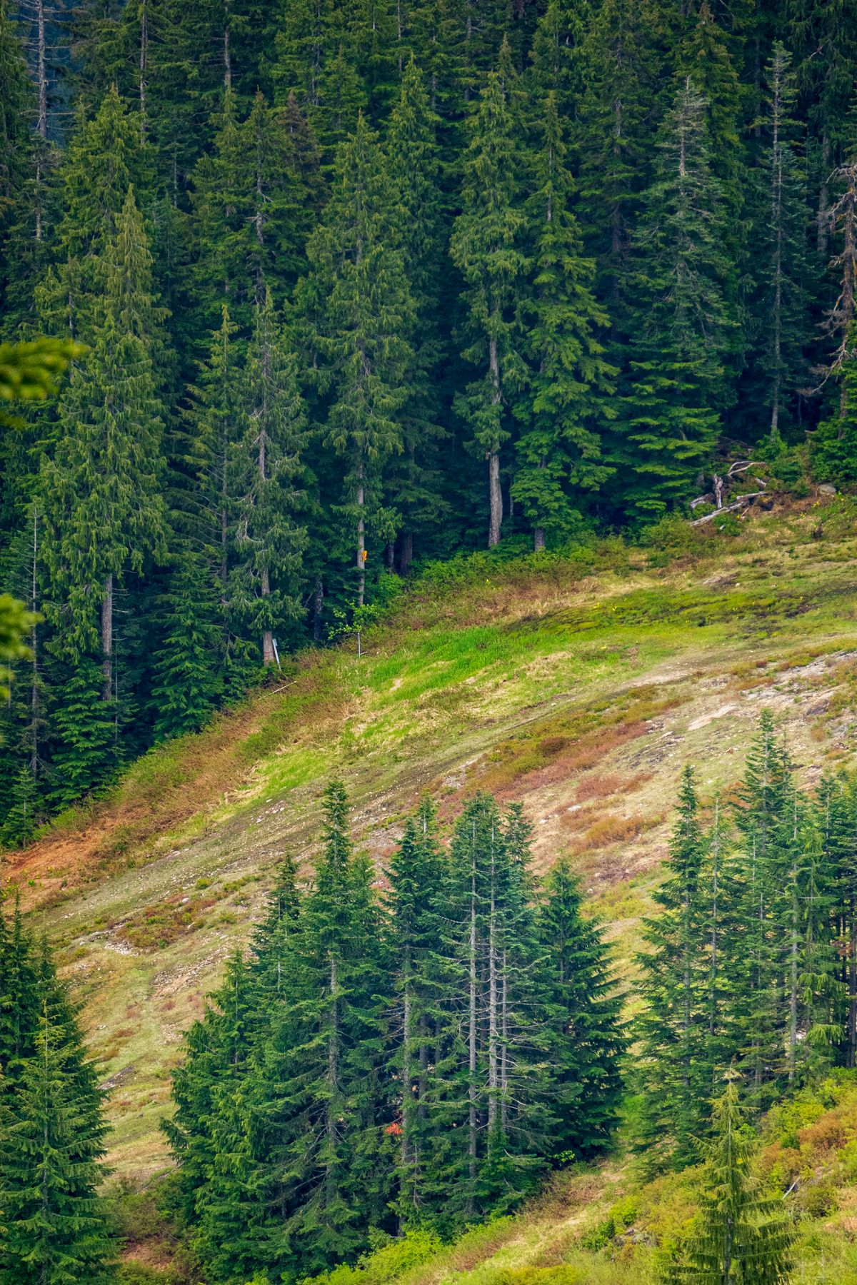 Landscape Forest Photos, Download The BEST Free Landscape Forest Stock ...