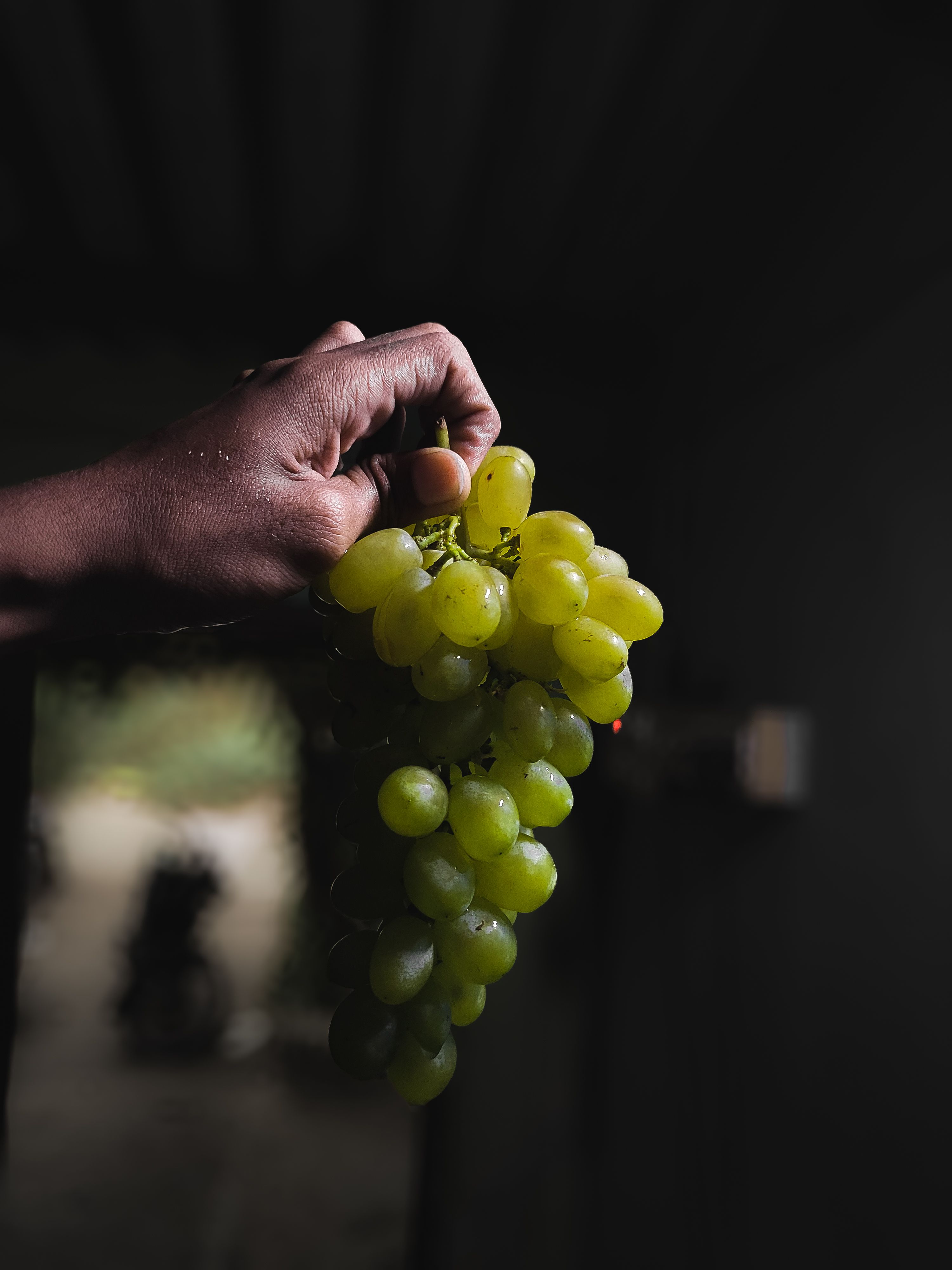 Hand Holding Grapes · Free Stock Photo