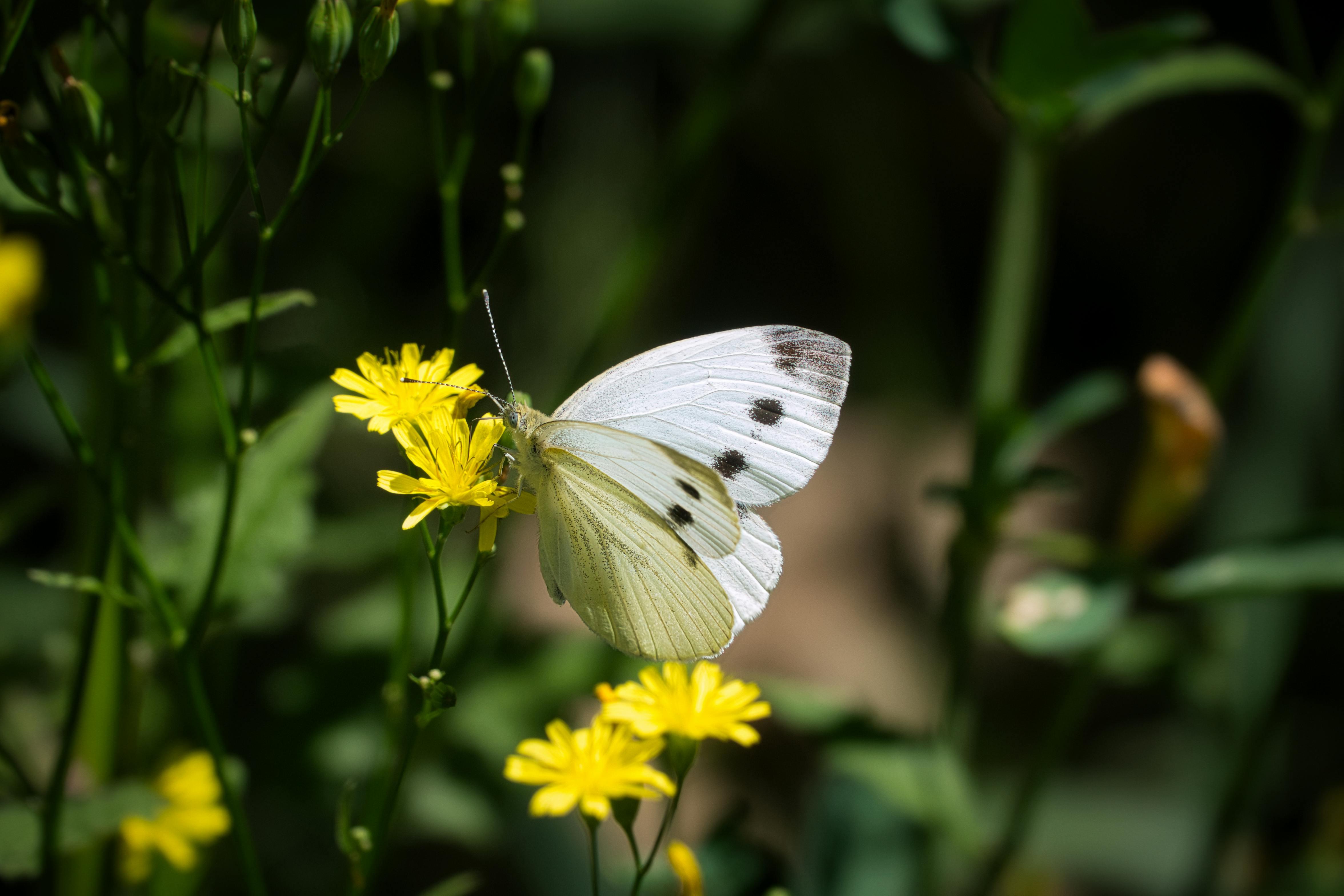 White butterfly · Free Stock Photo