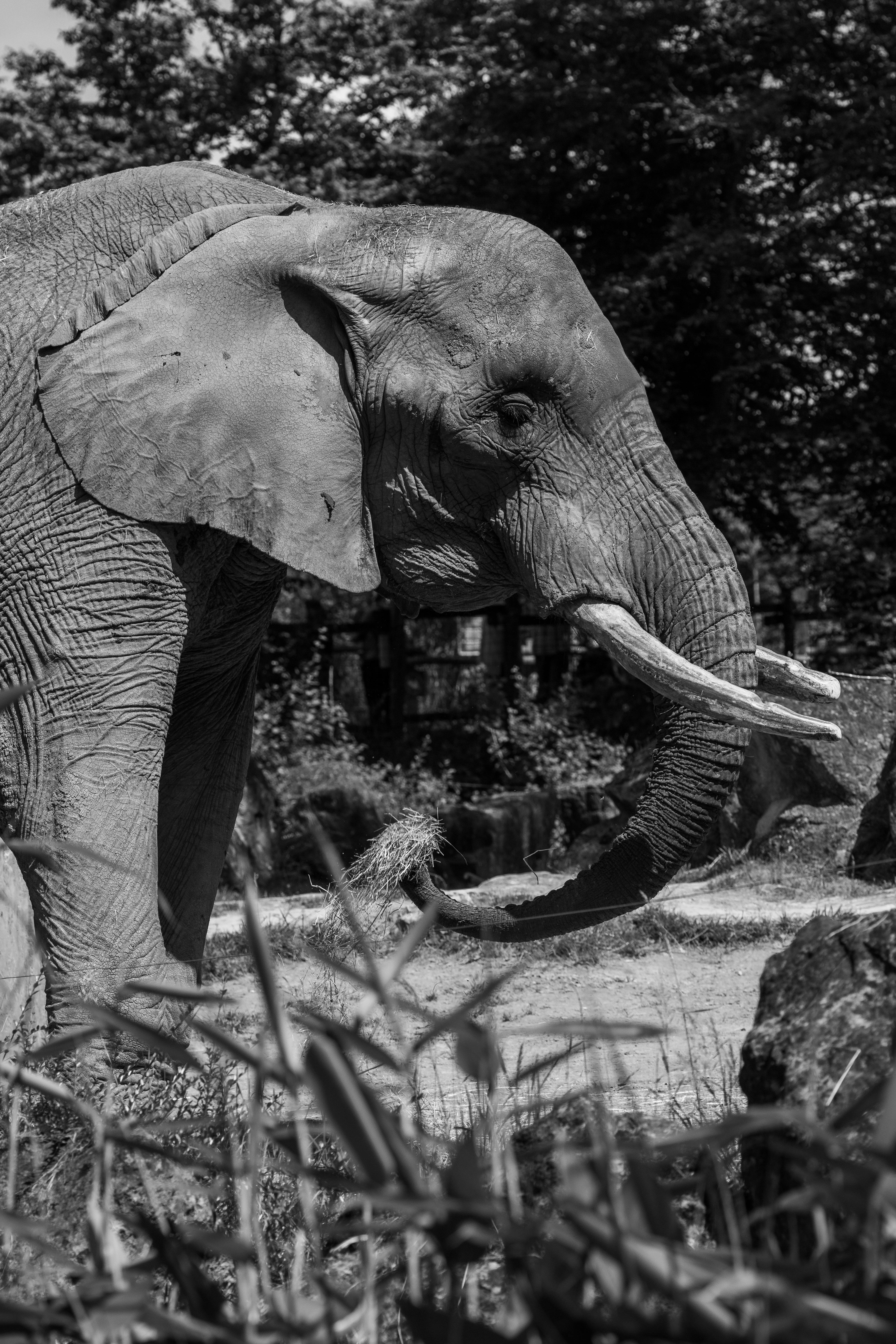 Elephant by Tree · Free Stock Photo