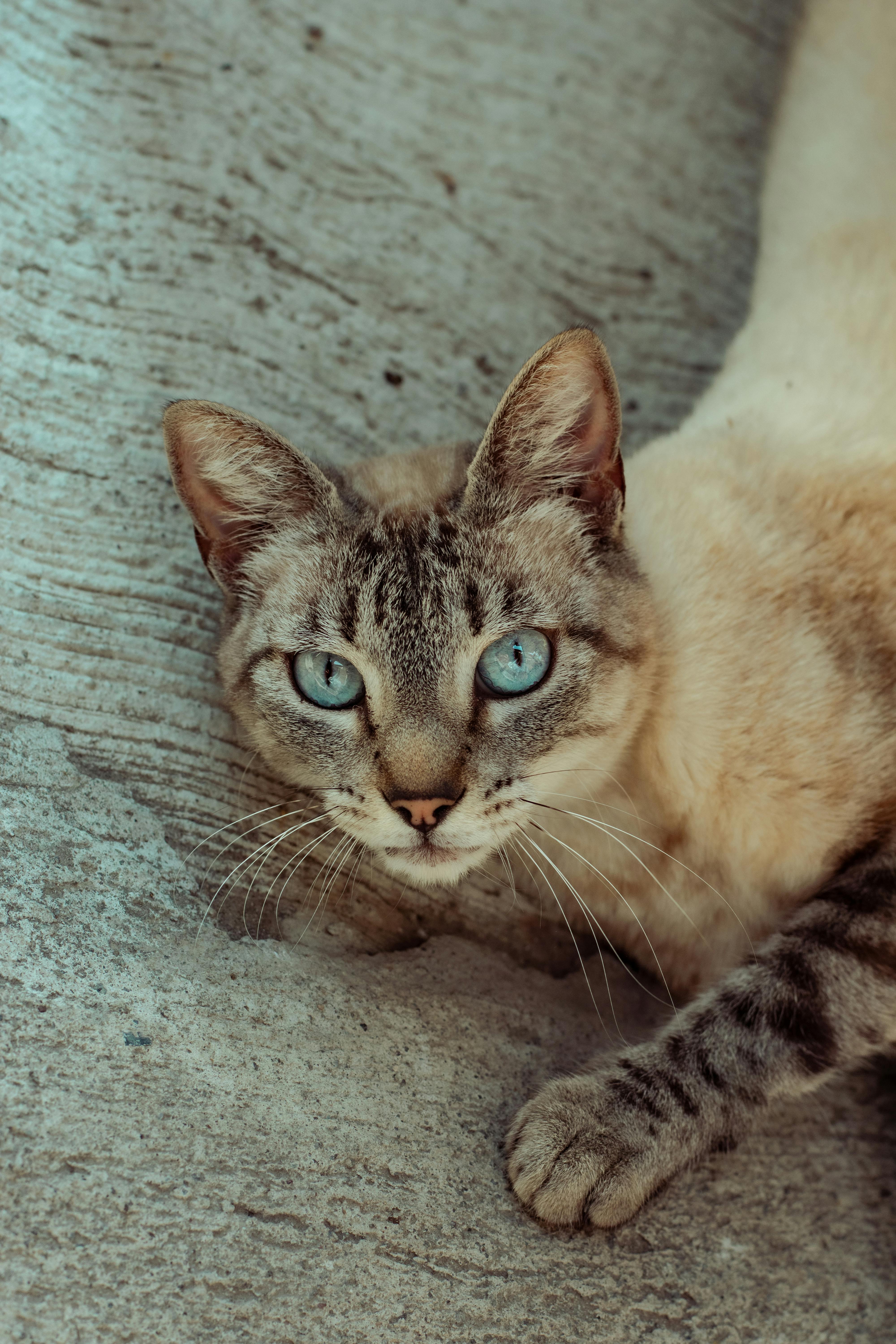 Cat Looking Up Photos, Download The BEST Free Cat Looking Up Stock ...