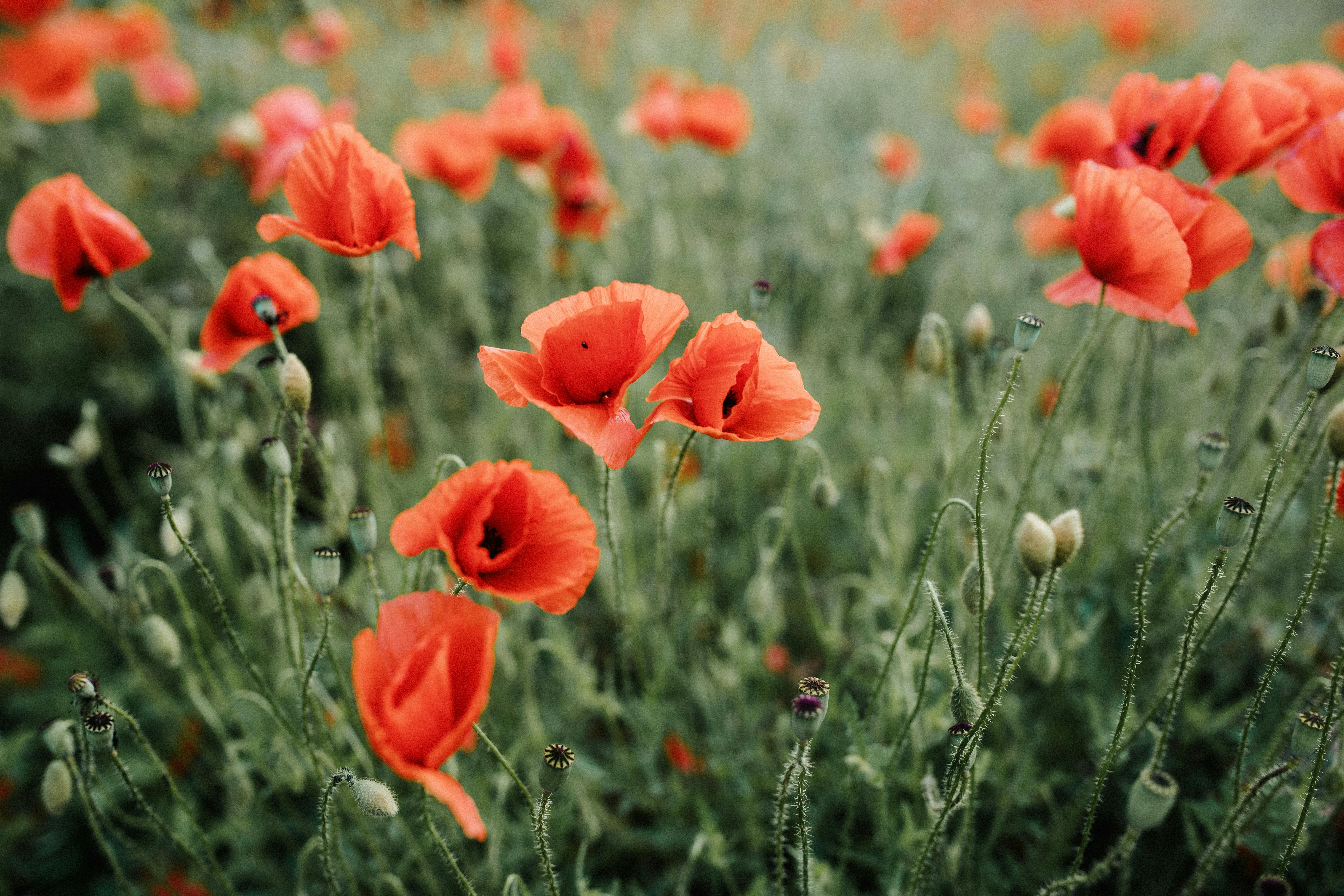 Red Flowering Poppies · Free Stock Photo