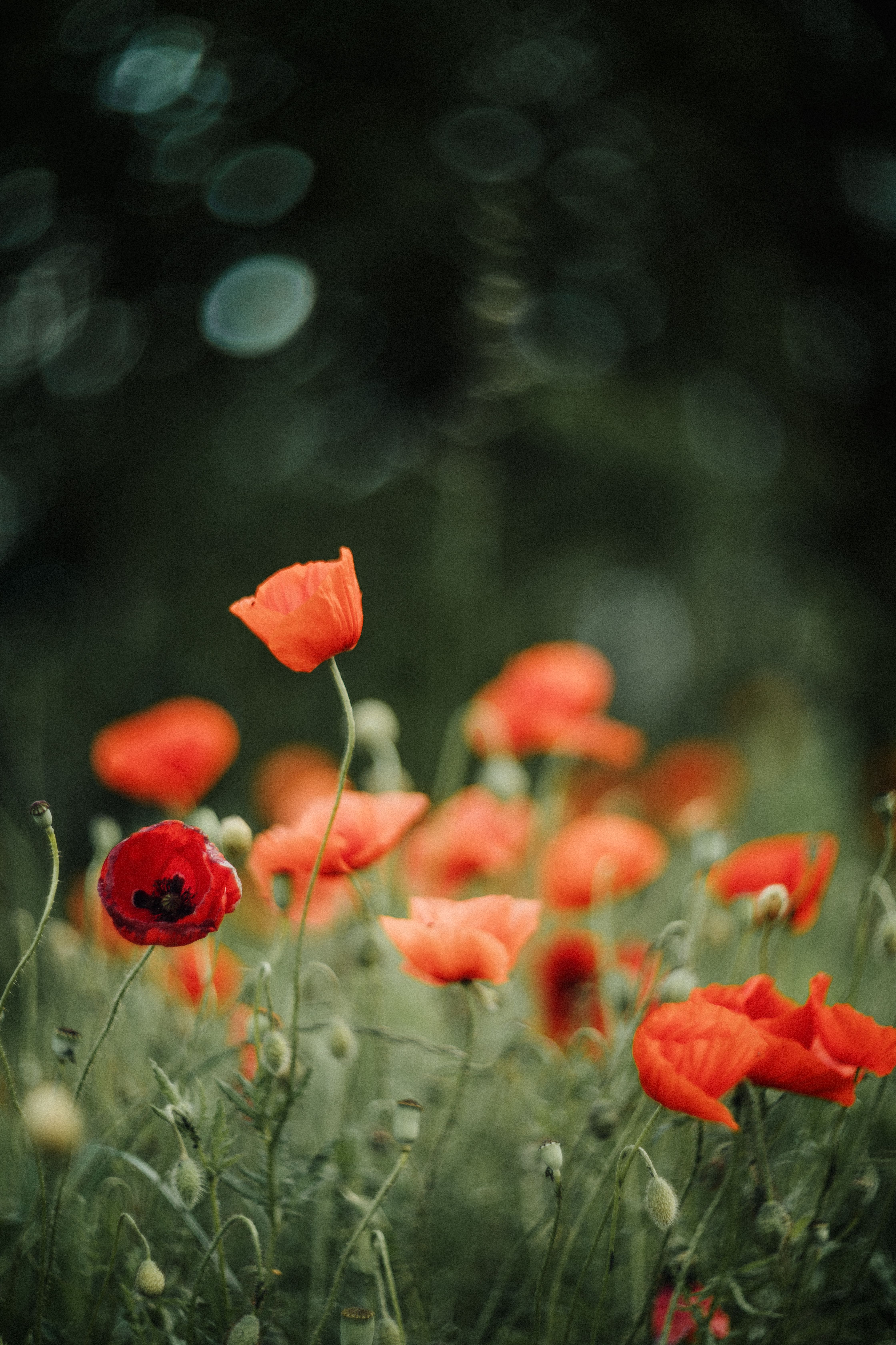 Poppies Background Photos, Download The BEST Free Poppies Background ...