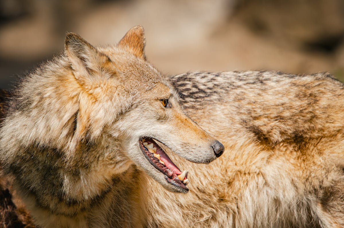 Wolf Side View Photos, Download The BEST Free Wolf Side View Stock ...