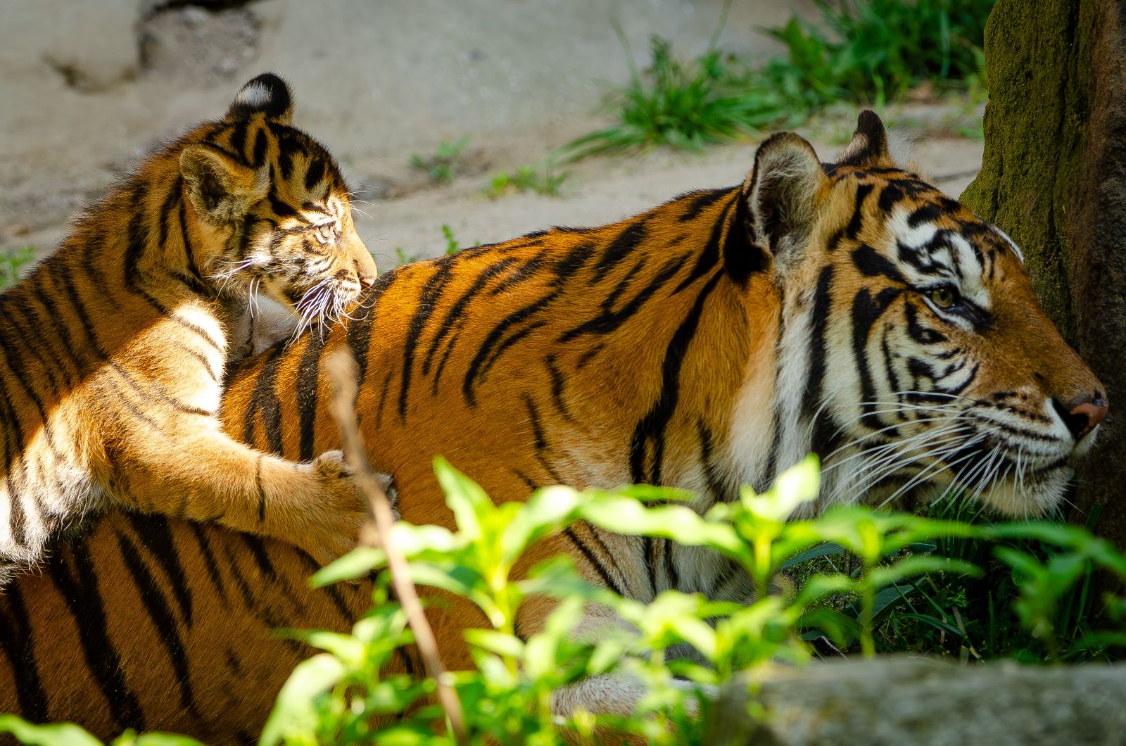 Tiger Cub Photos, Download The BEST Free Tiger Cub Stock Photos & HD Images