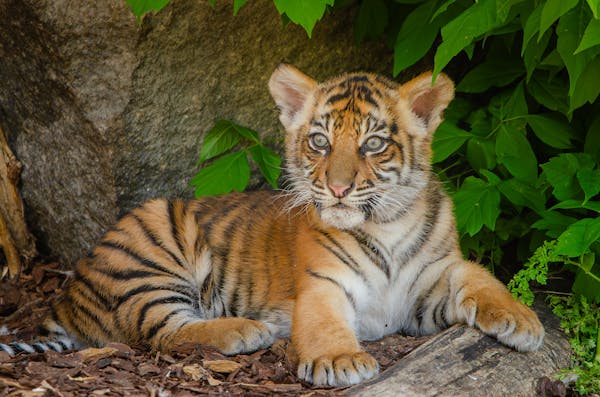 Baby Tiger Photos, Download The BEST Free Baby Tiger Stock Photos & HD ...