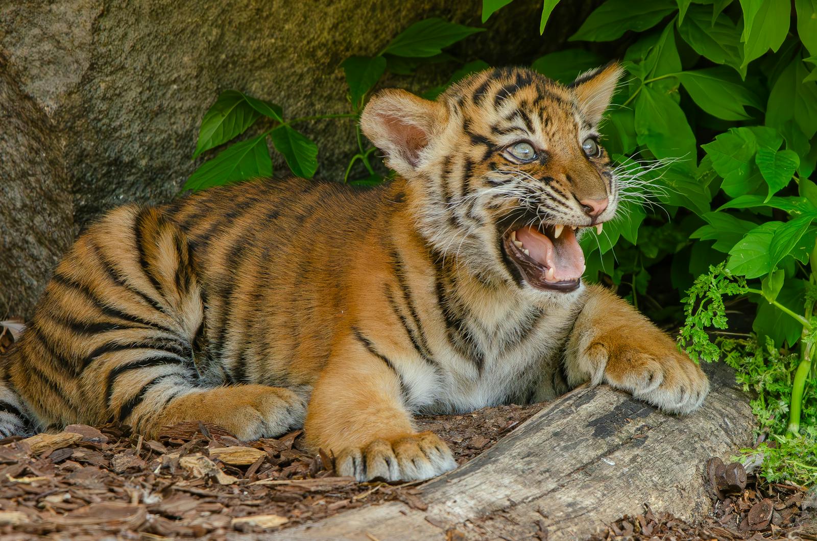 Baby Tiger Photos, Download The BEST Free Baby Tiger Stock Photos & HD ...