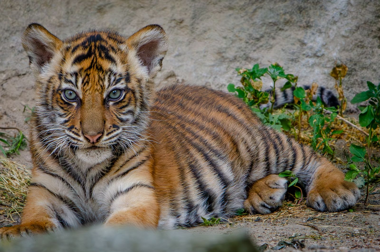 Baby Tiger Photos, Download The BEST Free Baby Tiger Stock Photos & HD ...