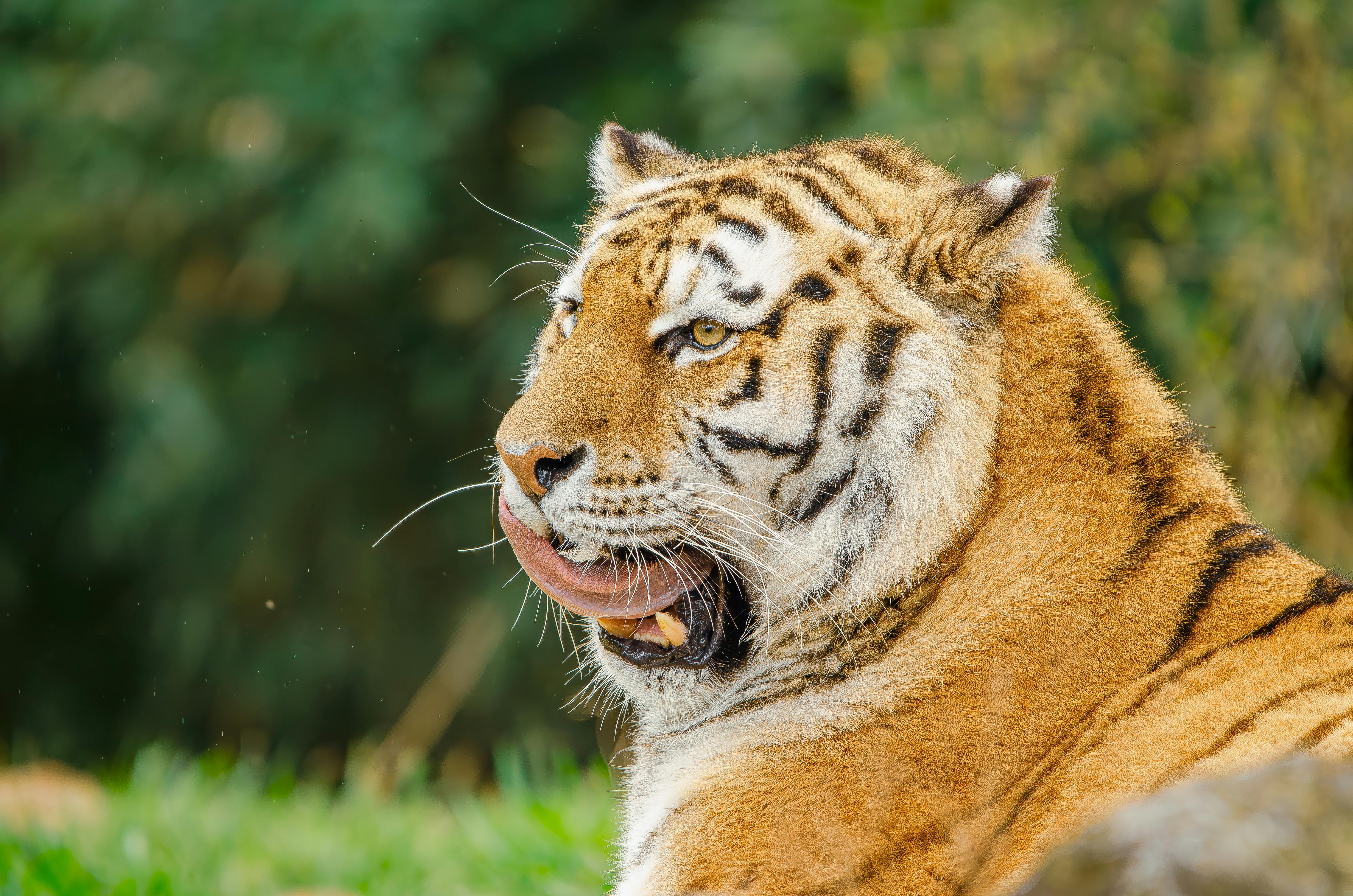 Menacing Cat Photos, Download The BEST Free Menacing Cat Stock Photos ...