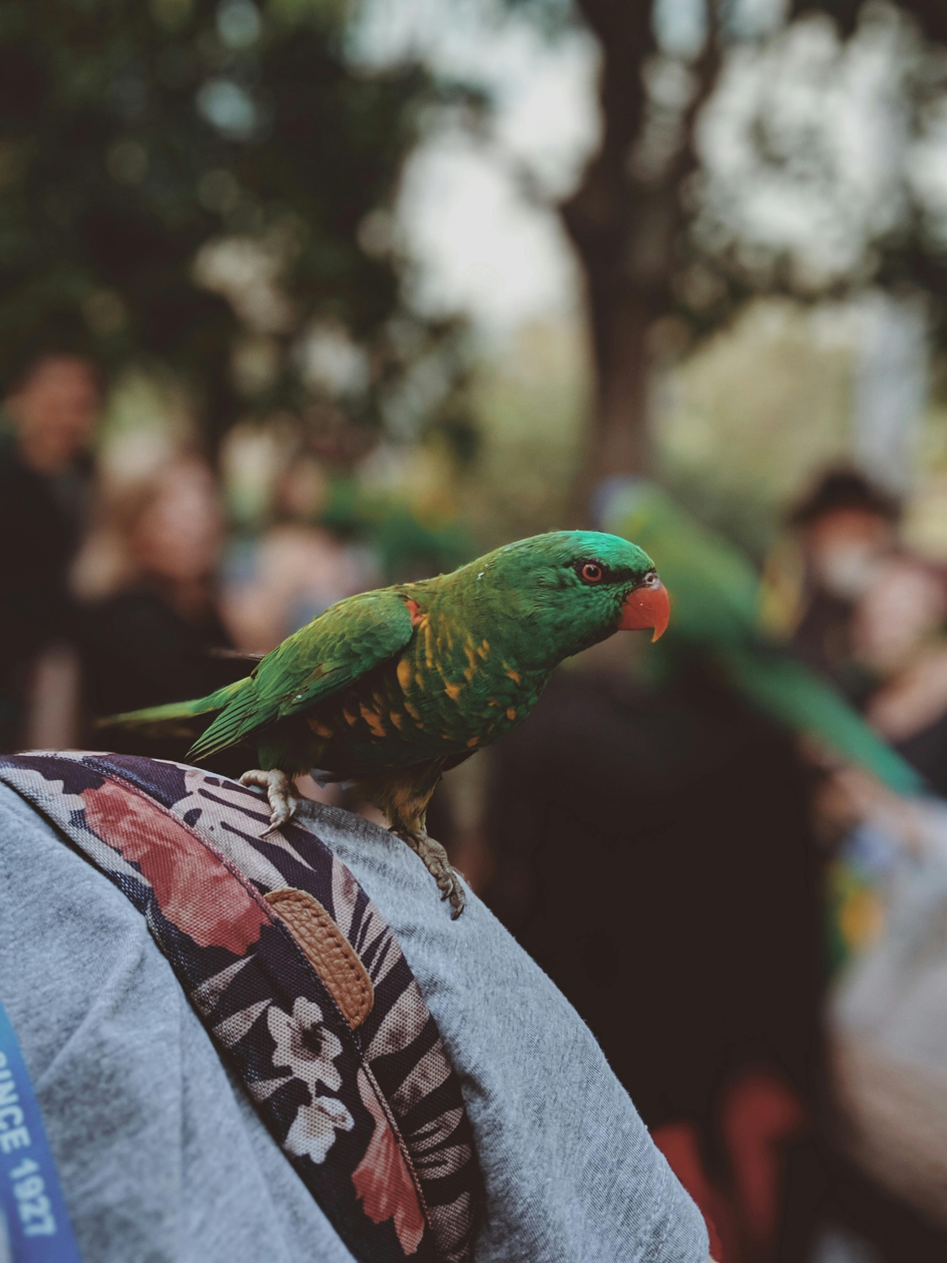Fauna Diversity Photos, Download The BEST Free Fauna Diversity Stock ...