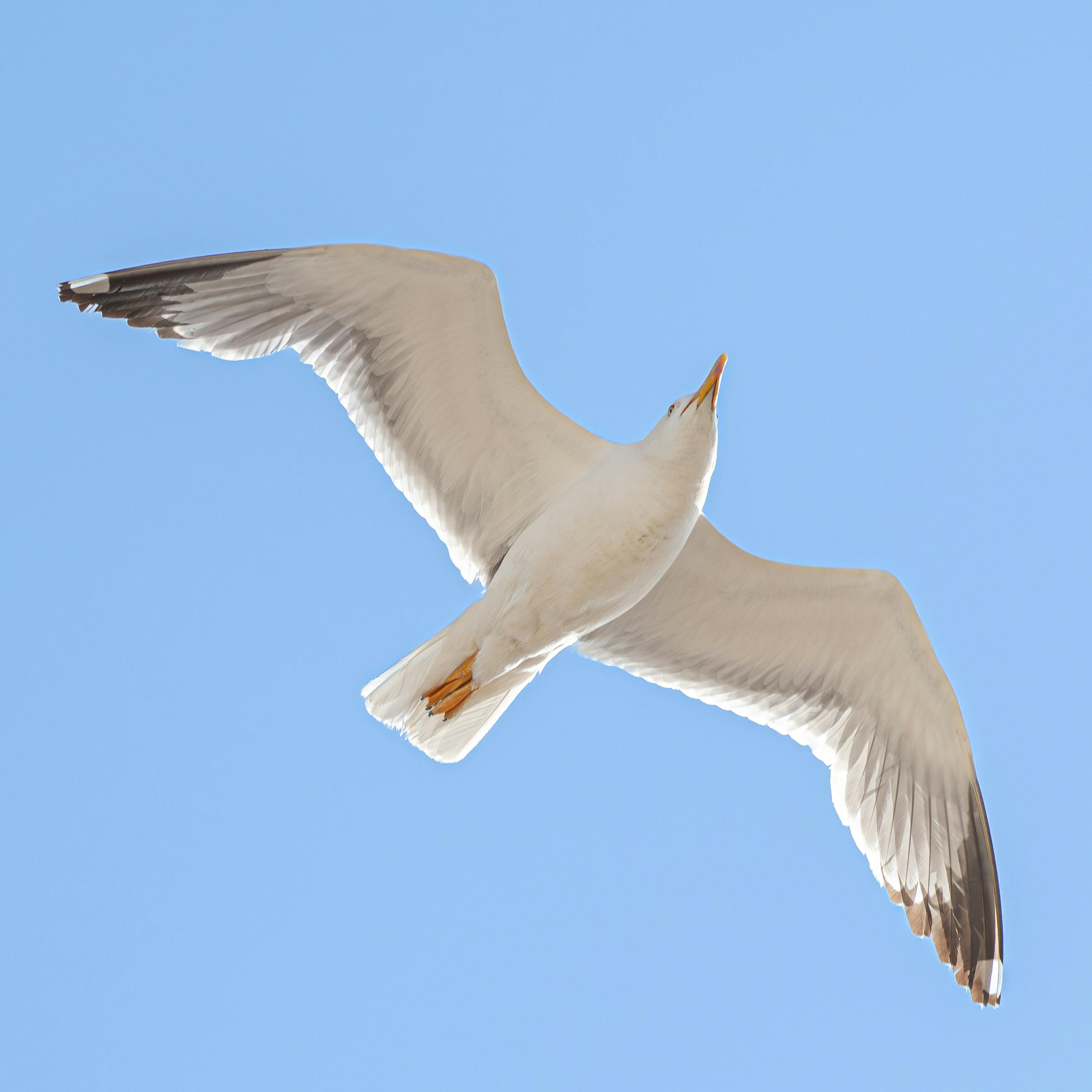 Birds Flying on the Sky · Free Stock Photo