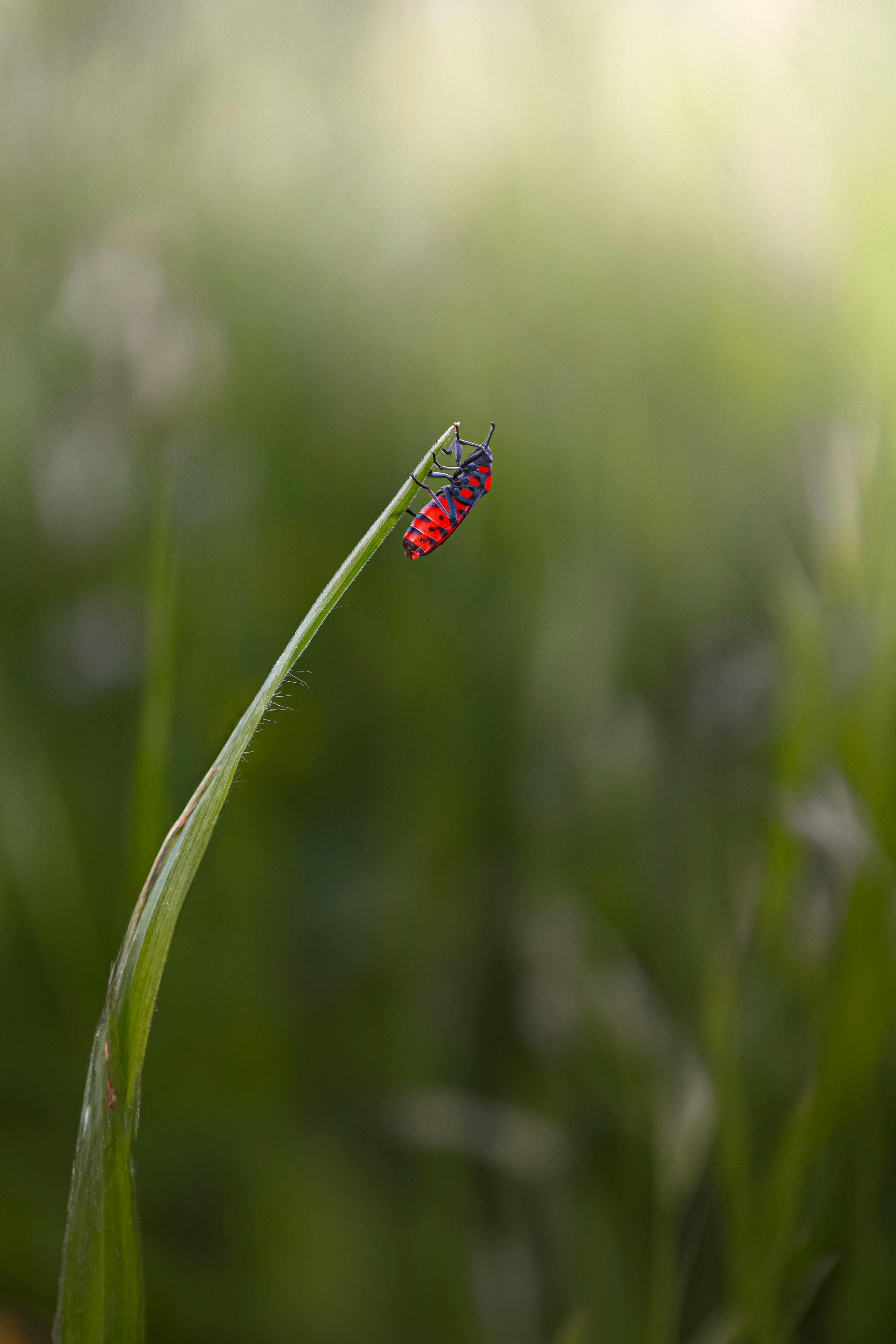 A Small Red Insect on Top of a Grass Blade · Free Stock Photo